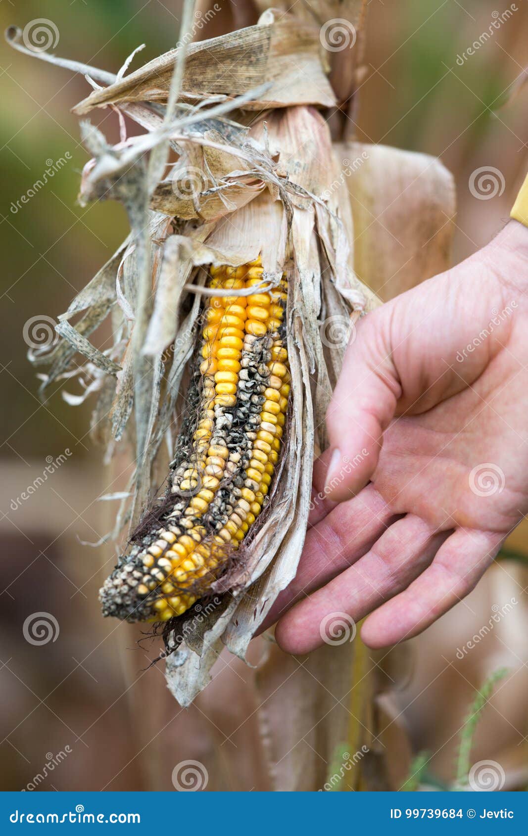 Fusarium Corn Ear Rot Damage. Most Common Maize Disease Stock Image ...