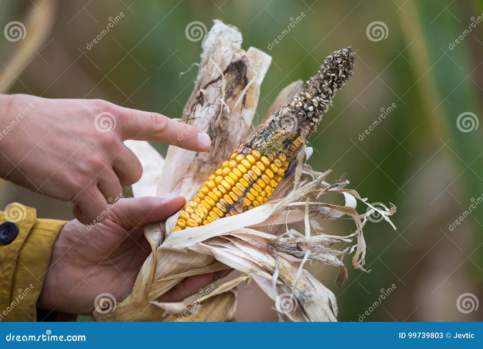 Farmer Holding Corn with Disease Stock Image - Image of corn, aflatoxin ...