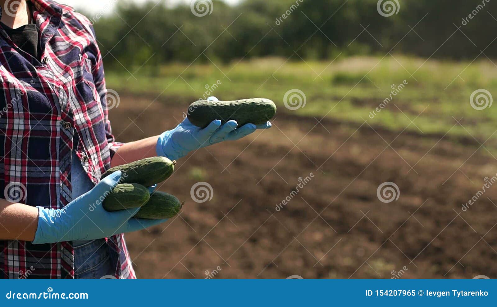 Farmer is Holding a Cucumbers on the Background of Working Tractor in ...