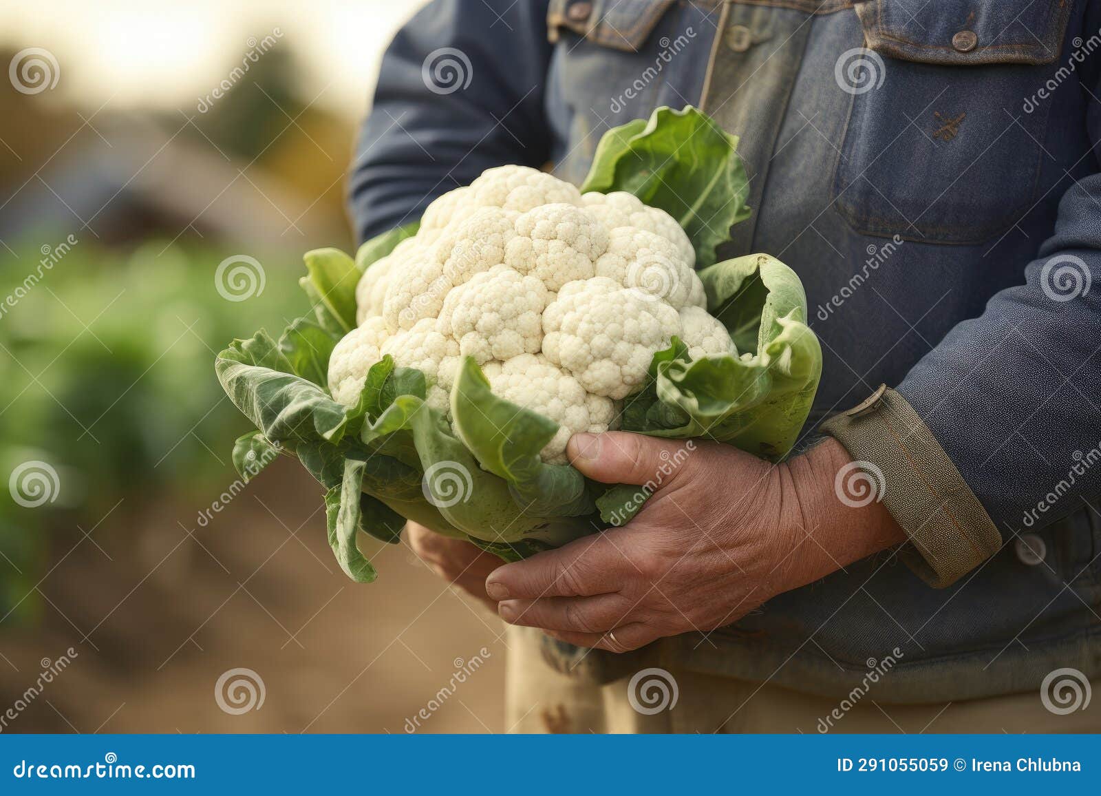 Farmer Holding in His Hand Some Cauliflower Freshly Picked from the ...