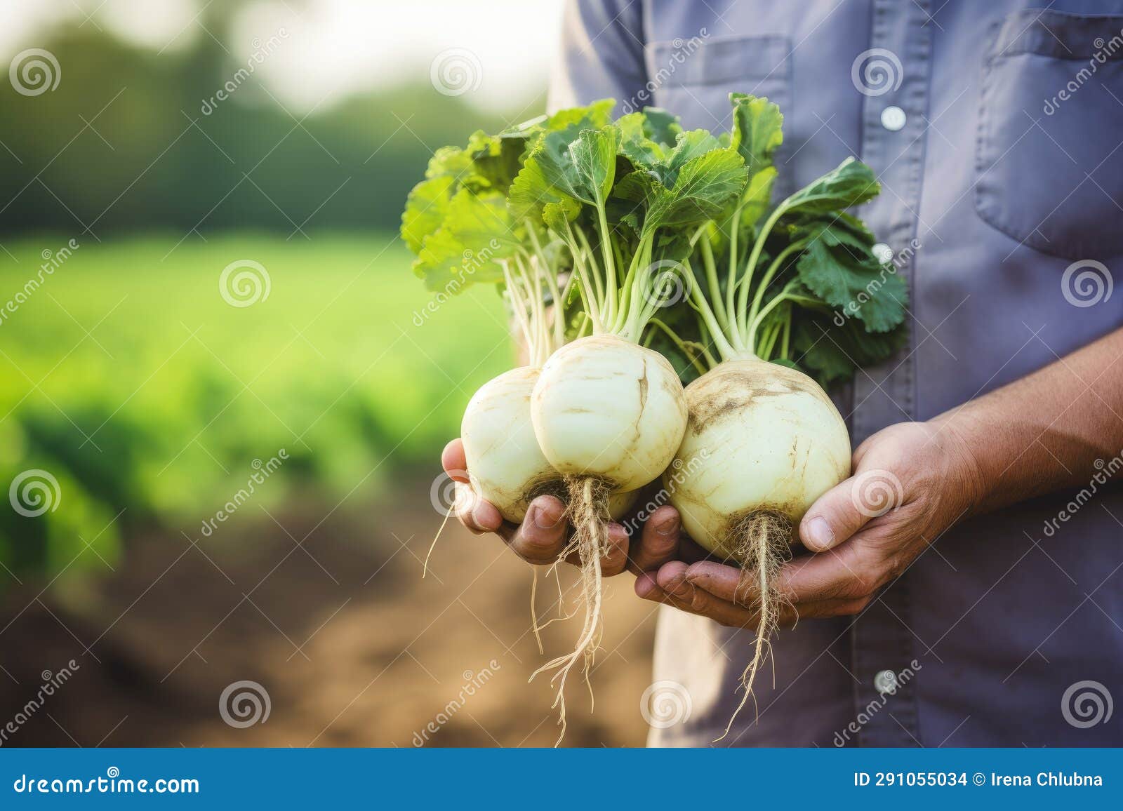Farmer Holding in His Hand Some Turnips Freshly Picked from the Ground ...