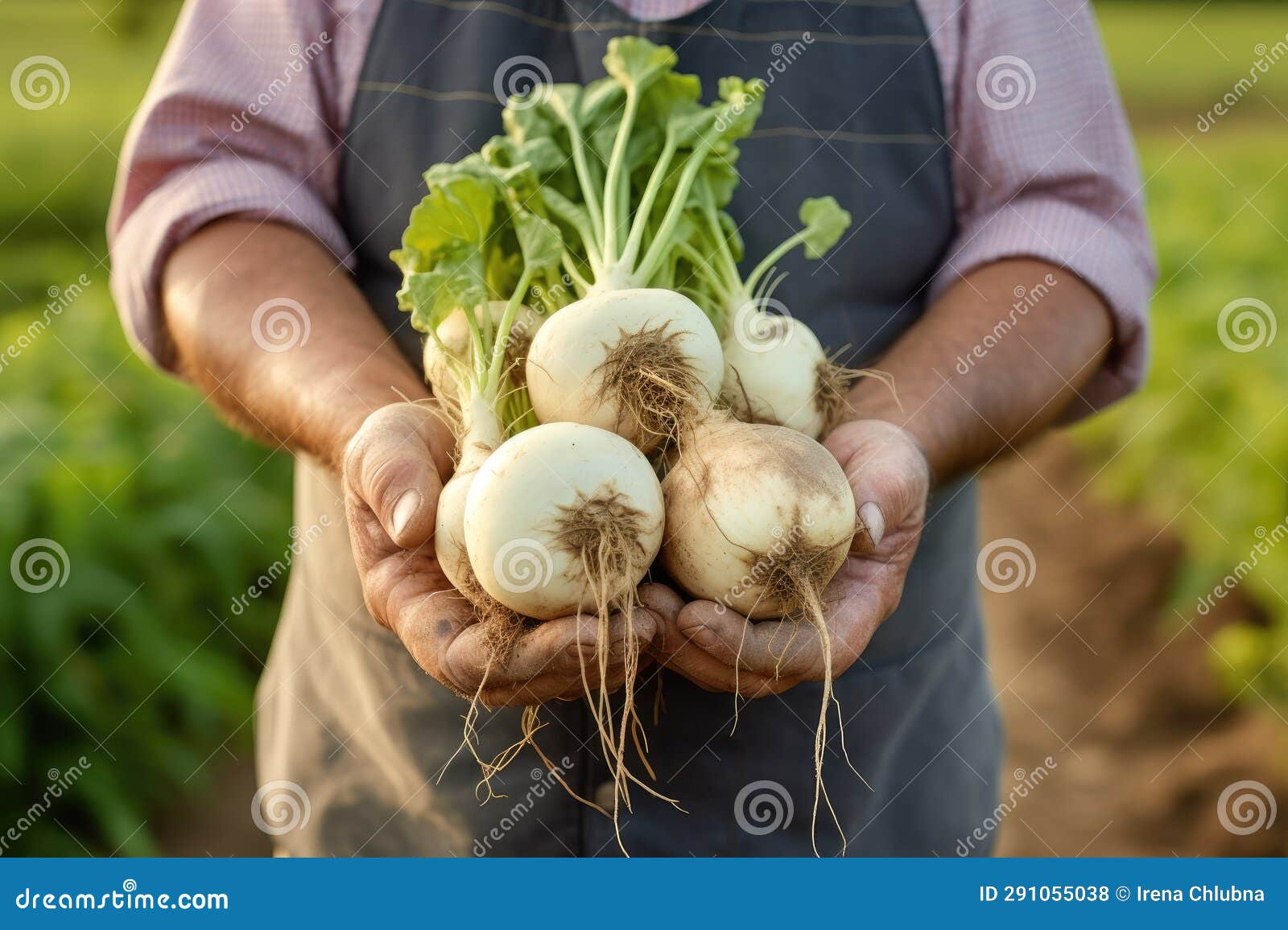 Farmer Holding in His Hand Some Turnips Freshly Picked from the Ground ...