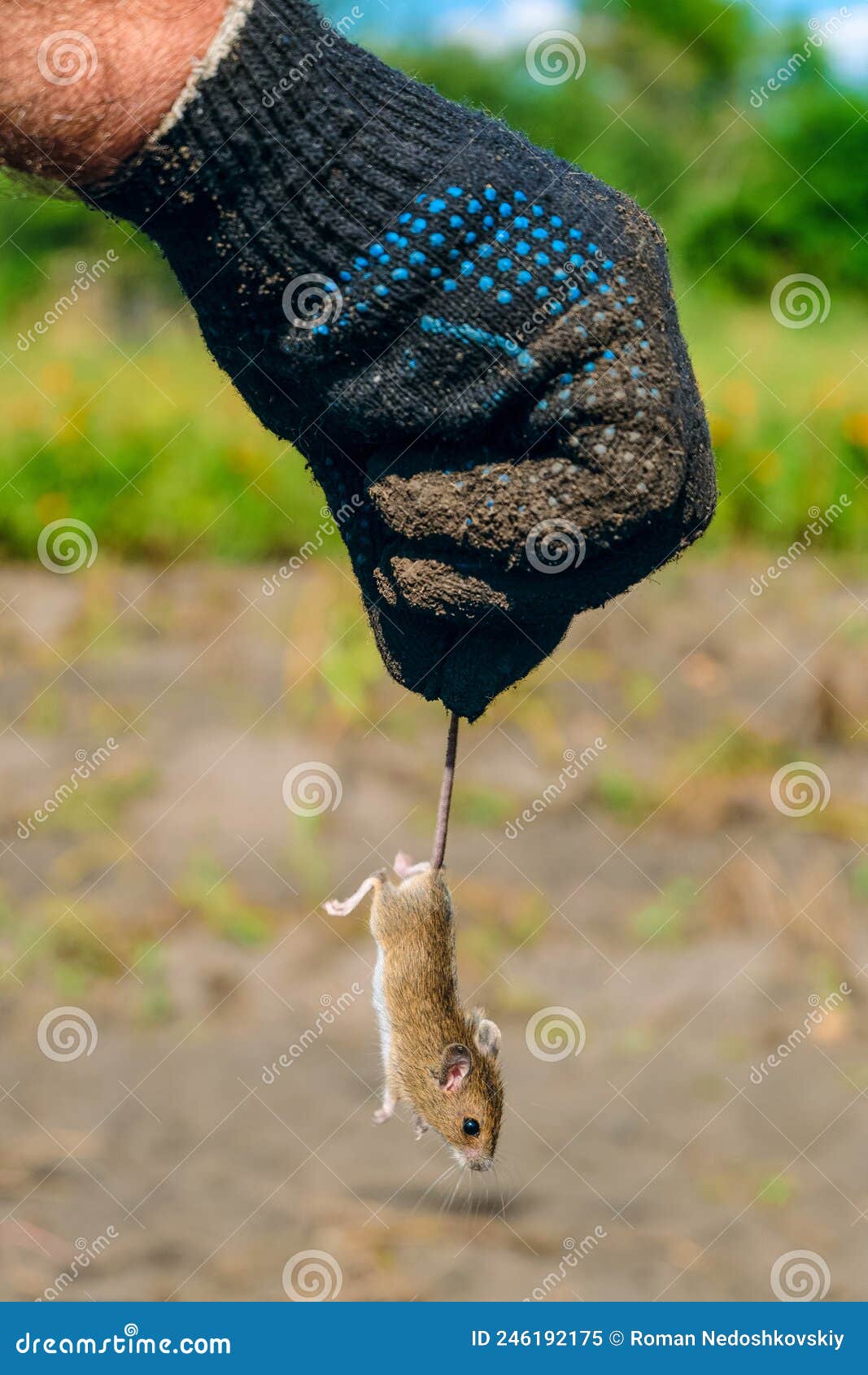 Farmer Holding a Live Field Mouse by the Tail Stock Image - Image of ...
