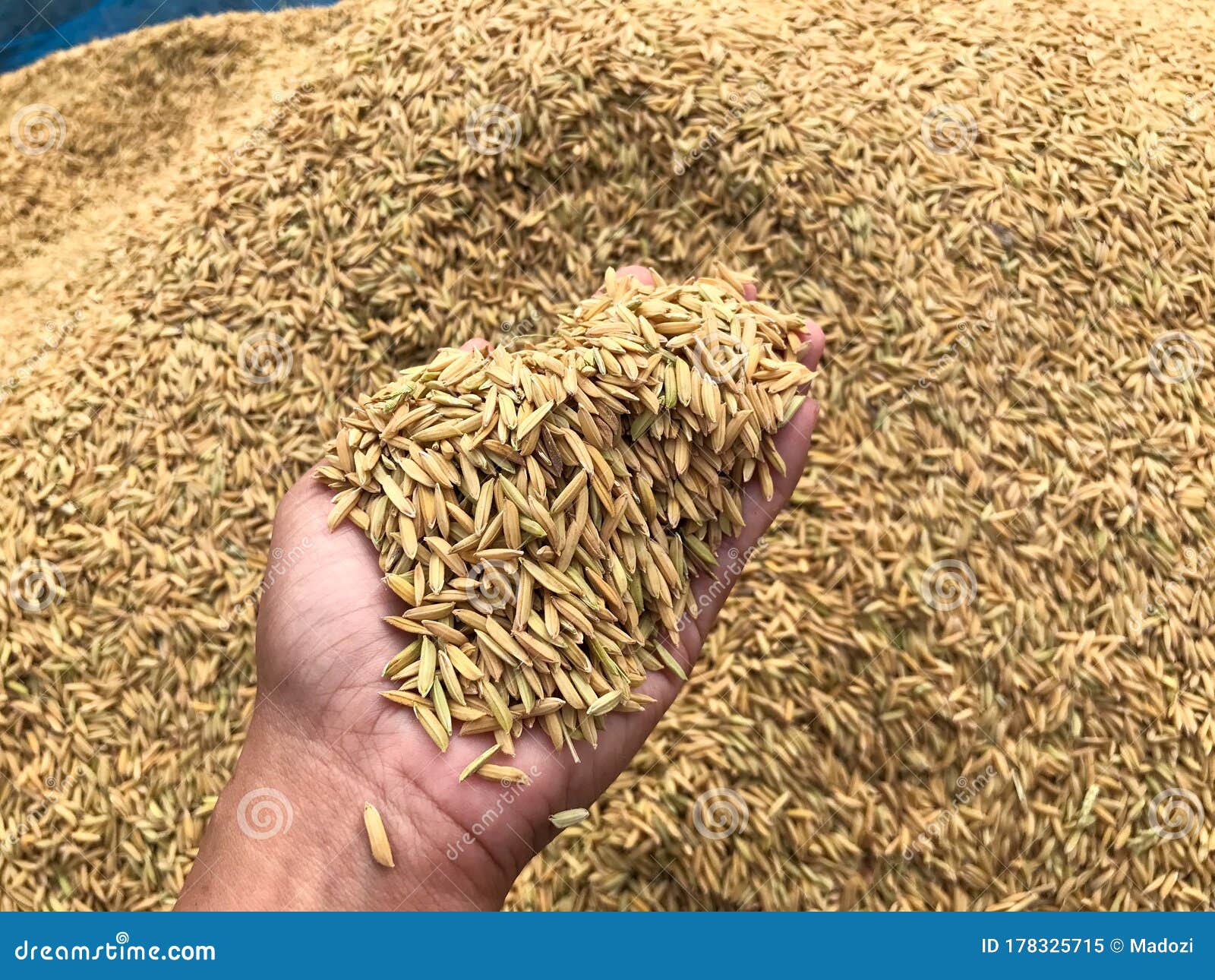 Farmer Holding Paddy in Hand Stock Image - Image of closeup, jasmine ...