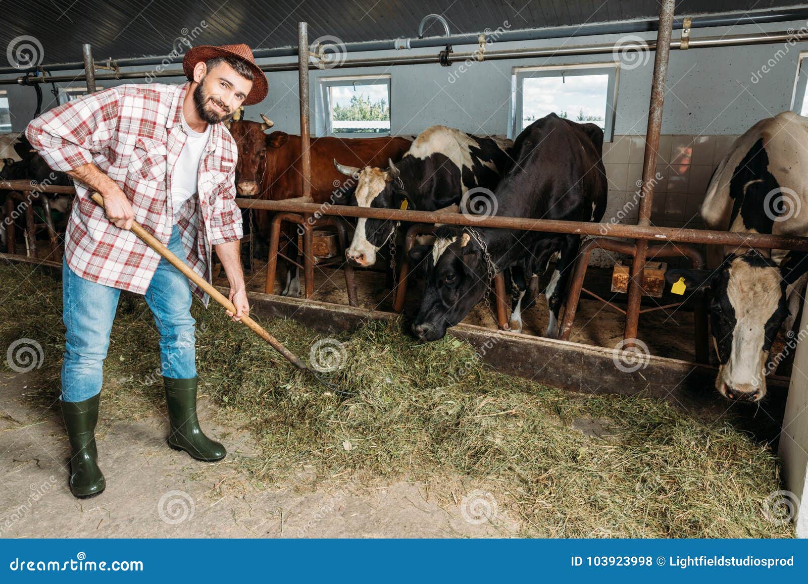 Man with Pitchfork Feeding Cows Stock Photo - Image of handsome, forks ...