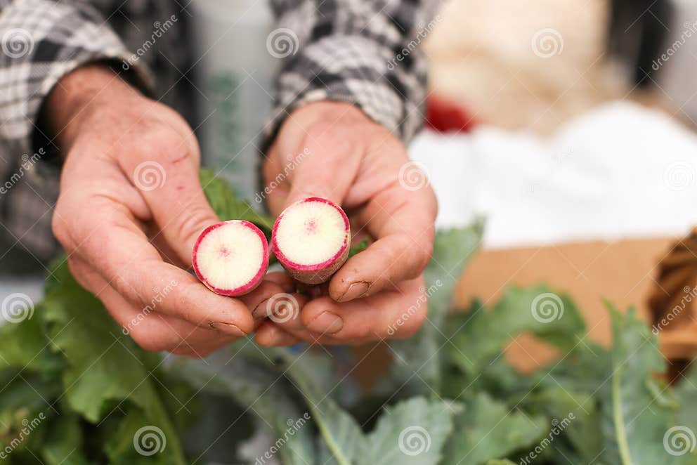 Farmer holding radish stock image. Image of foodstuff - 35495677