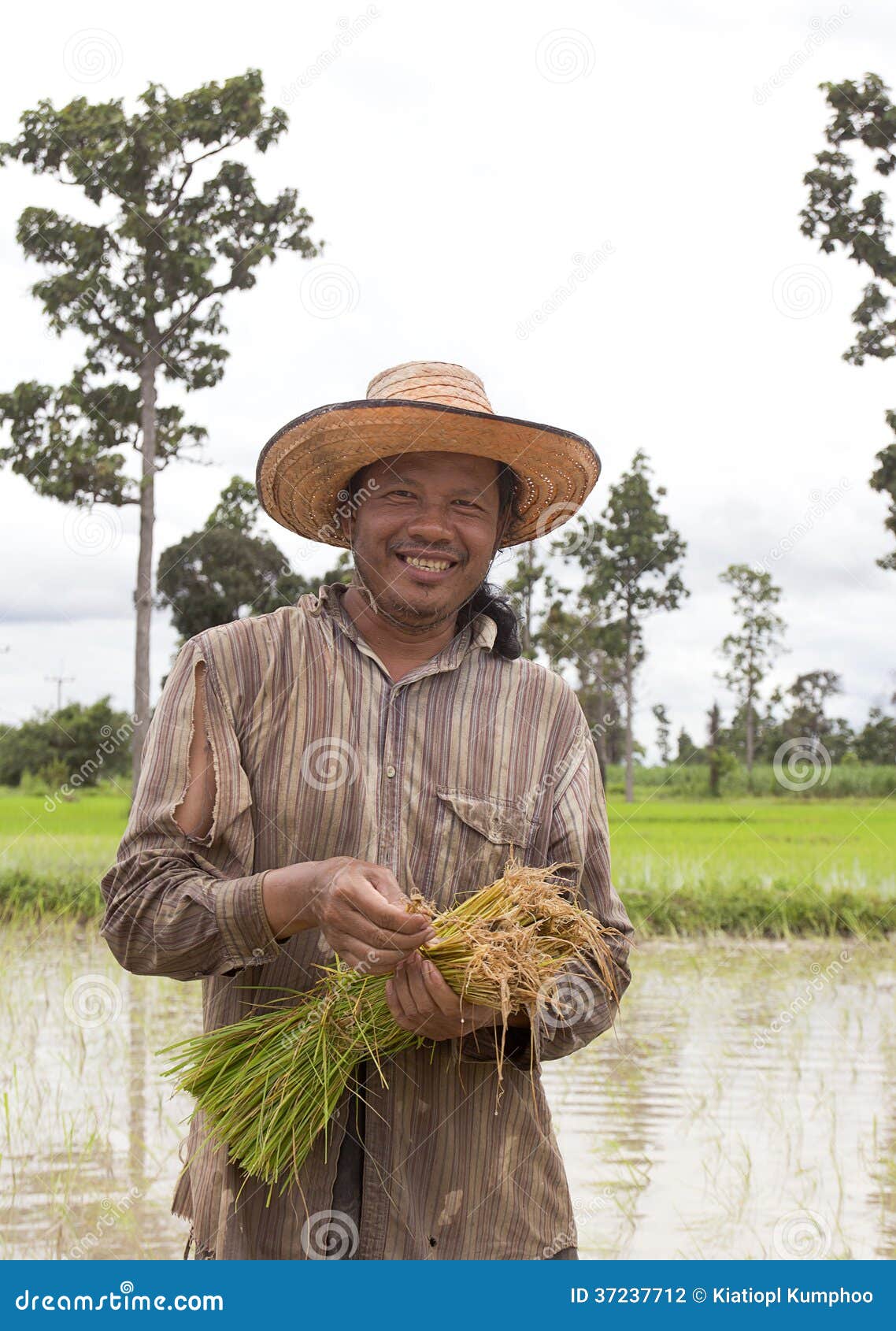 Farmer Holding Rice in Paddy Fields. Stock Photo - Image of hand, labor ...