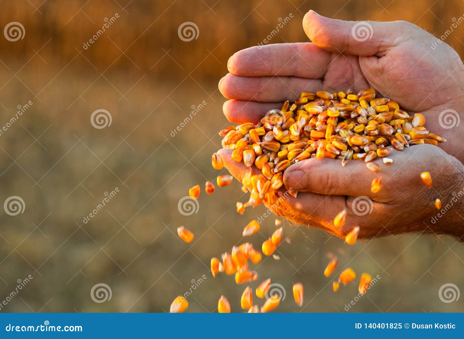 Farmer Holding Ripe Corn Grains in His Hands at Sunset Stock Image ...