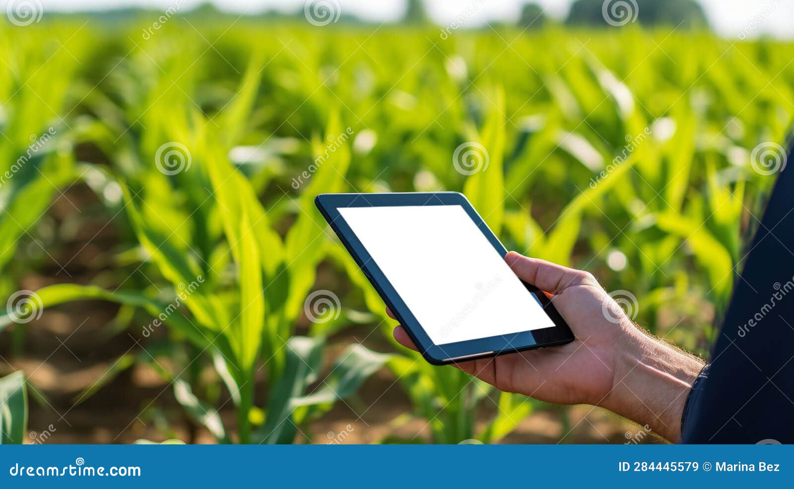 Farmer Holding a Tablet in Front of Corn Field. Smart Digital Farming ...