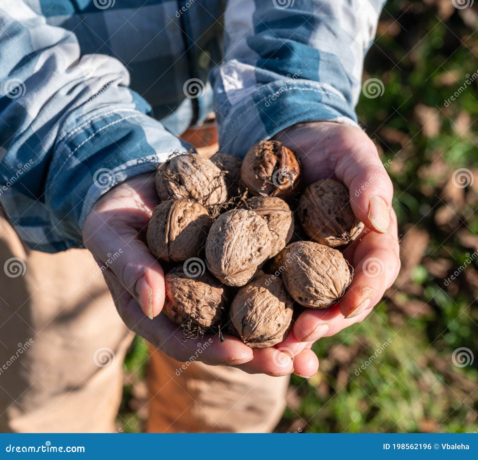 Farmer Holding Walnuts Outdoors Stock Photo - Image of natural, food ...