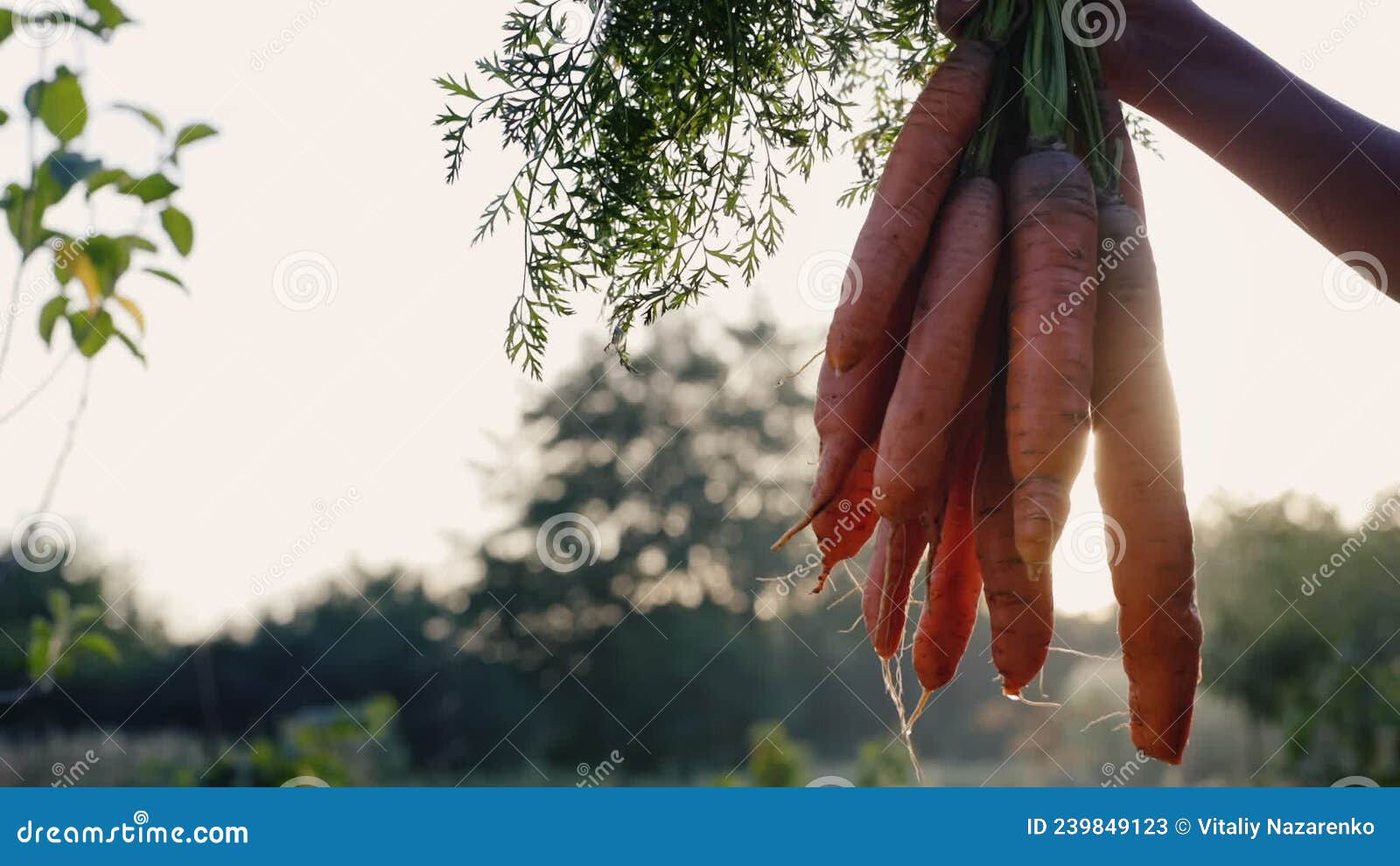 Farmer Holds a Carrot Poo, Just Torn from the Bed in the Sun Stock ...