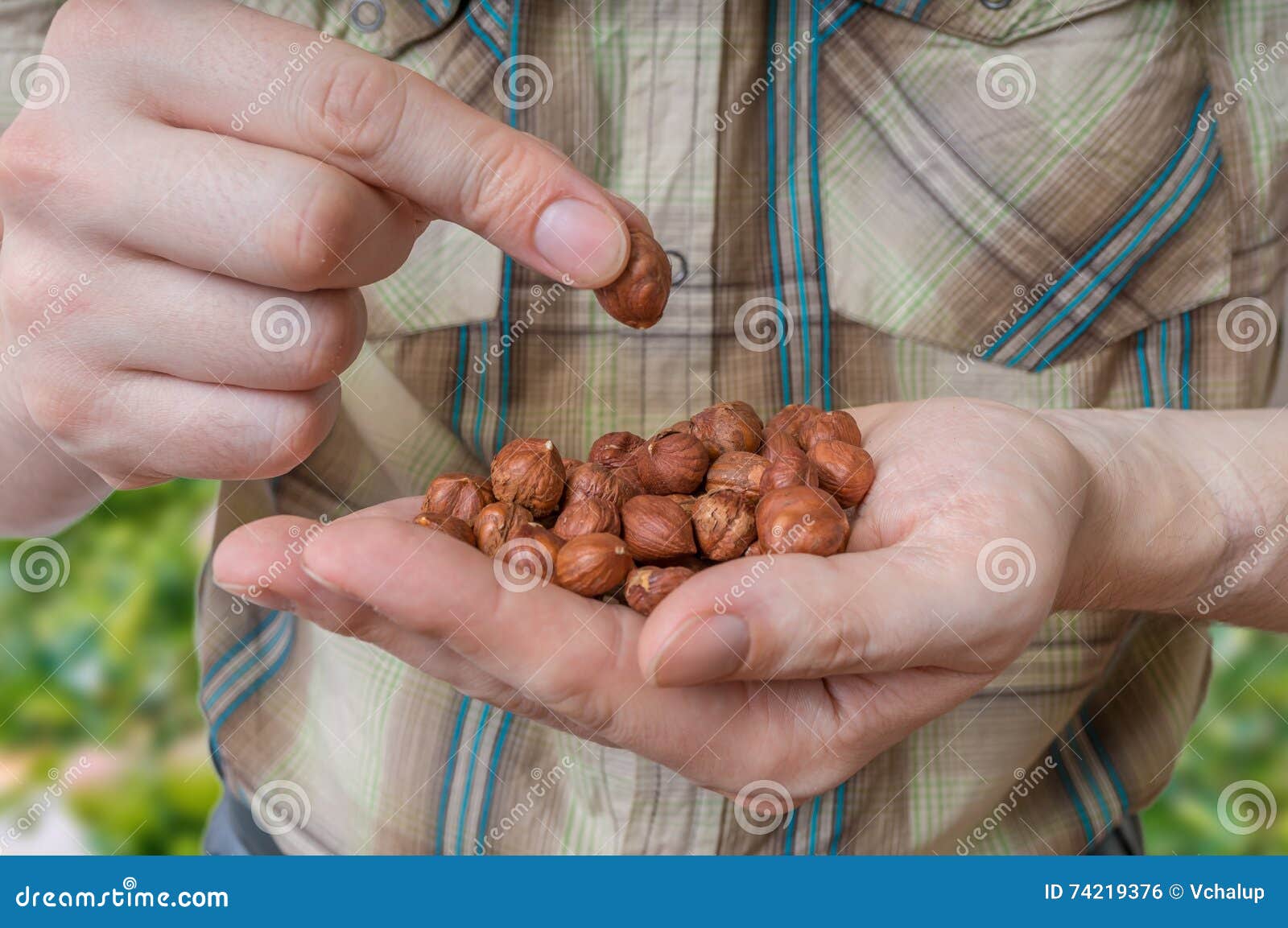 Farmer Holds Hazelnuts in Hands Stock Photo - Image of harvest, eating ...