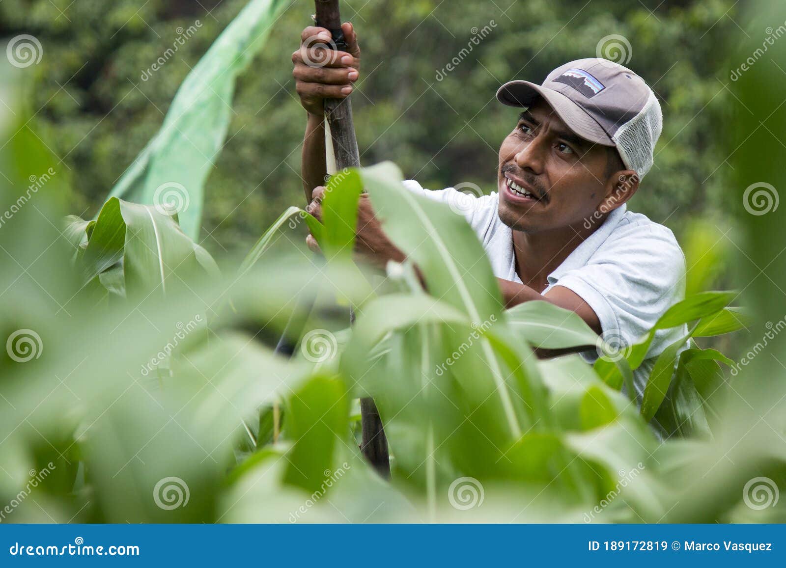 Lenca Ethnic Man Checking His Irrigation System In A Corn Field ...