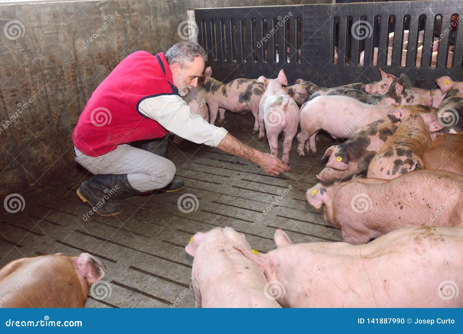 Farmer Inside a Pig Farm, Petting the Pigs Stock Photo - Image of ...