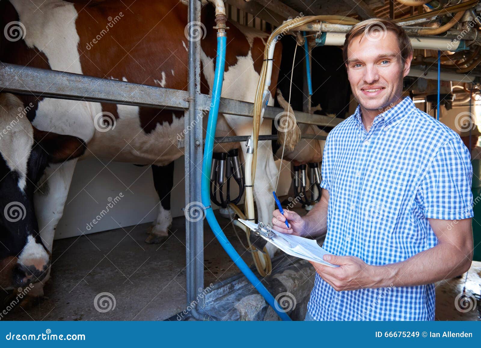 Farmer Inspecting Cattle during Milking Stock Image - Image of care ...