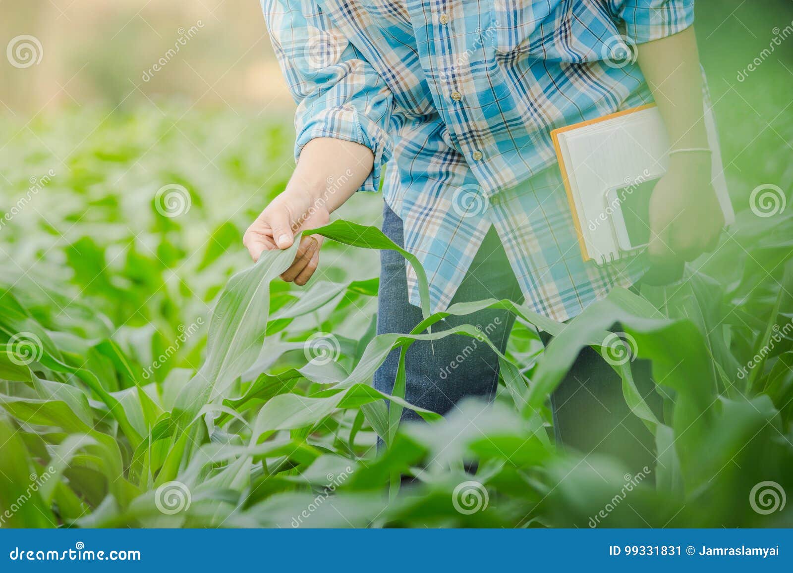 Farmer Inspecting Corn in Agriculture Garden. Stock Image - Image of ...