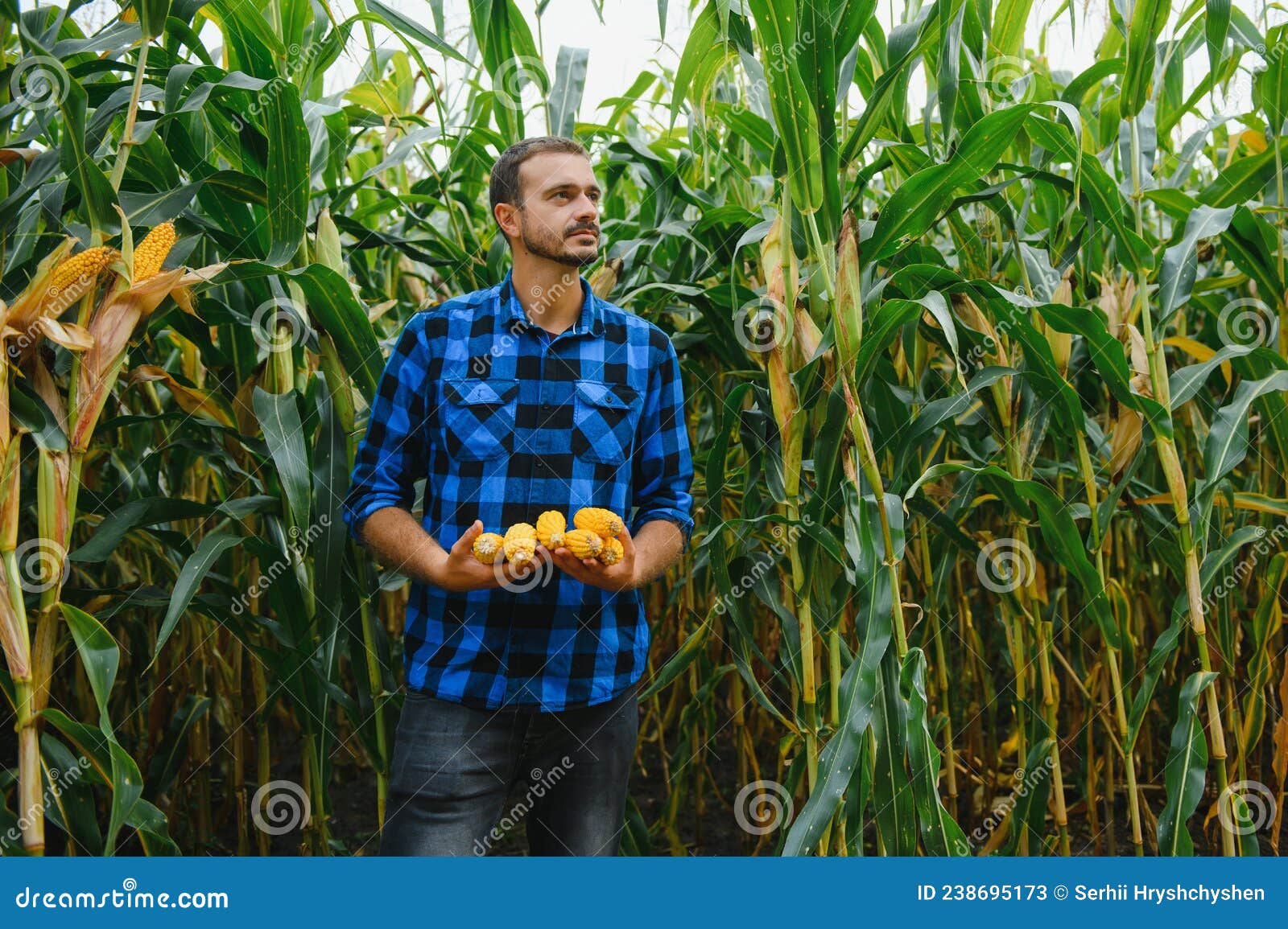 Farmer Inspecting Corn Cob at His Field Stock Image - Image of ...