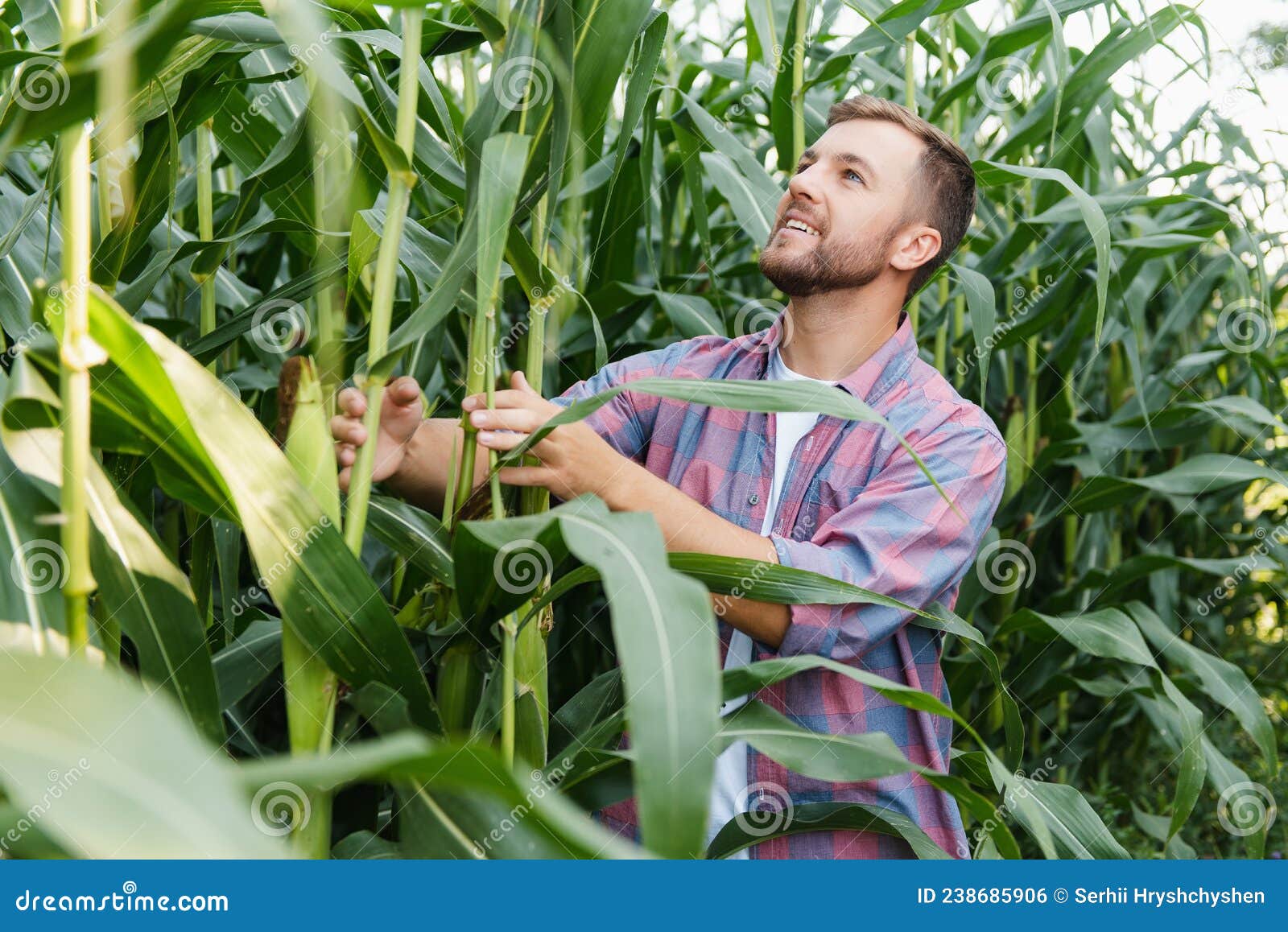 Farmer Inspecting Corn Field and Looking Away Stock Photo - Image of ...