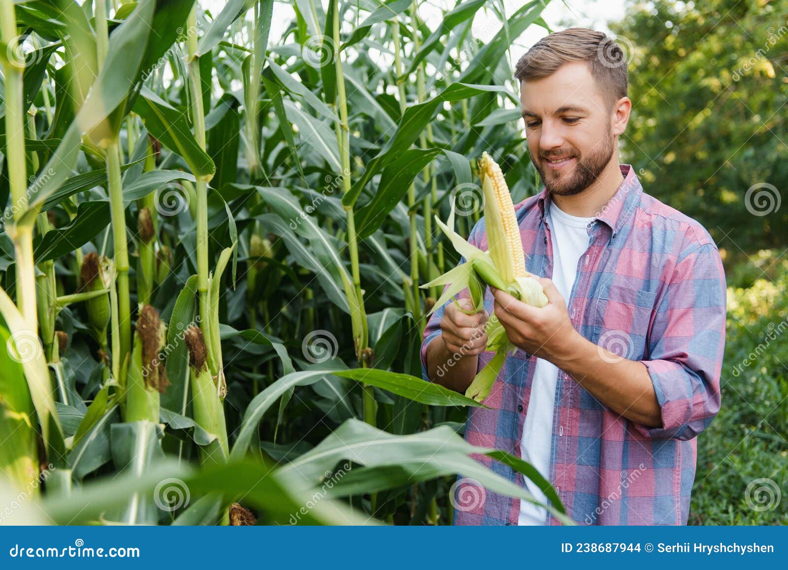 Farmer Inspecting Corn Field and Looking Away Stock Photo - Image of ...