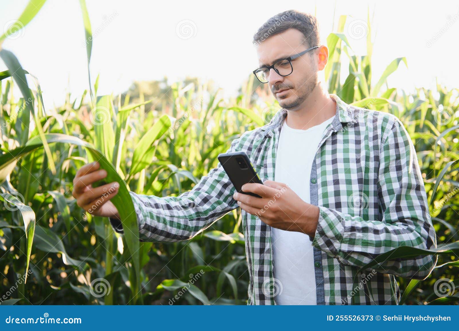 Farmer Inspecting Corn at His Field Stock Image - Image of computer ...