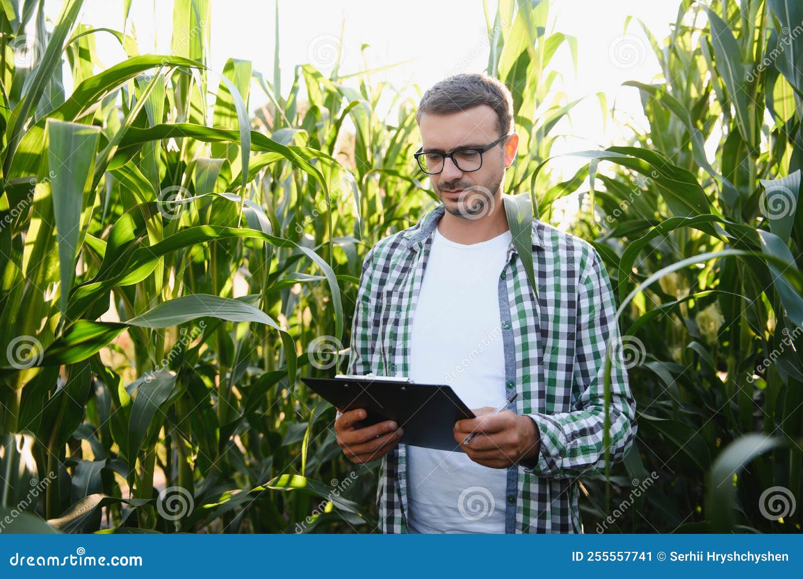 Farmer Inspecting Corn at His Field Stock Image - Image of woman, field ...