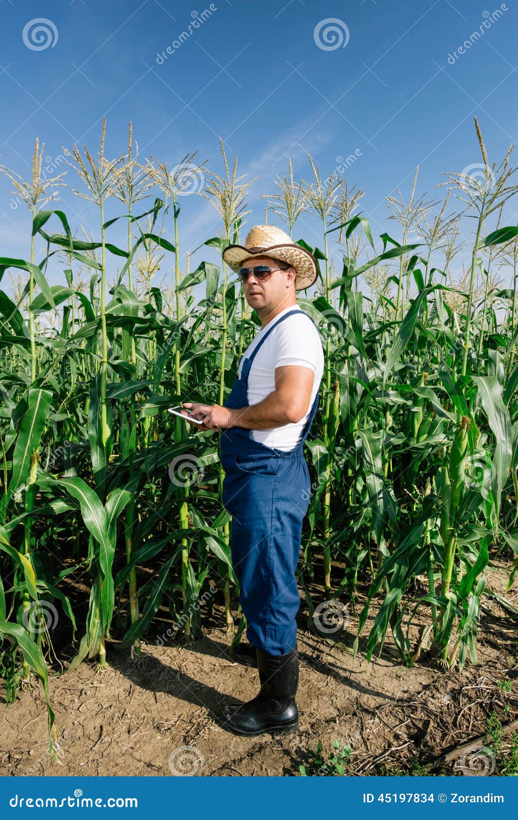 Farmer Inspecting Corn Plant Stock Photo - Image of outdoor, industry ...