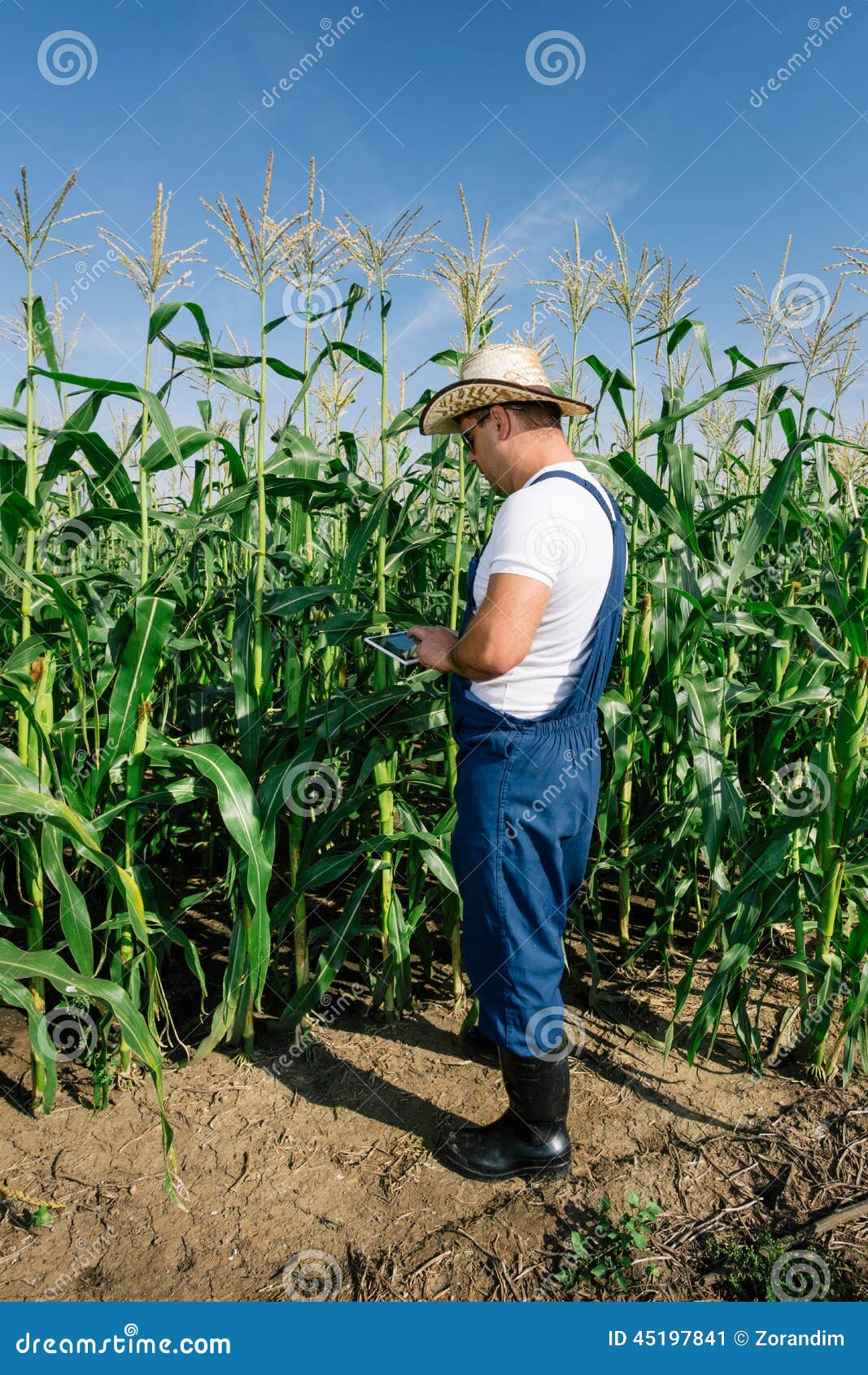 Farmer Inspecting Corn Plant Stock Image - Image of natural, plant ...