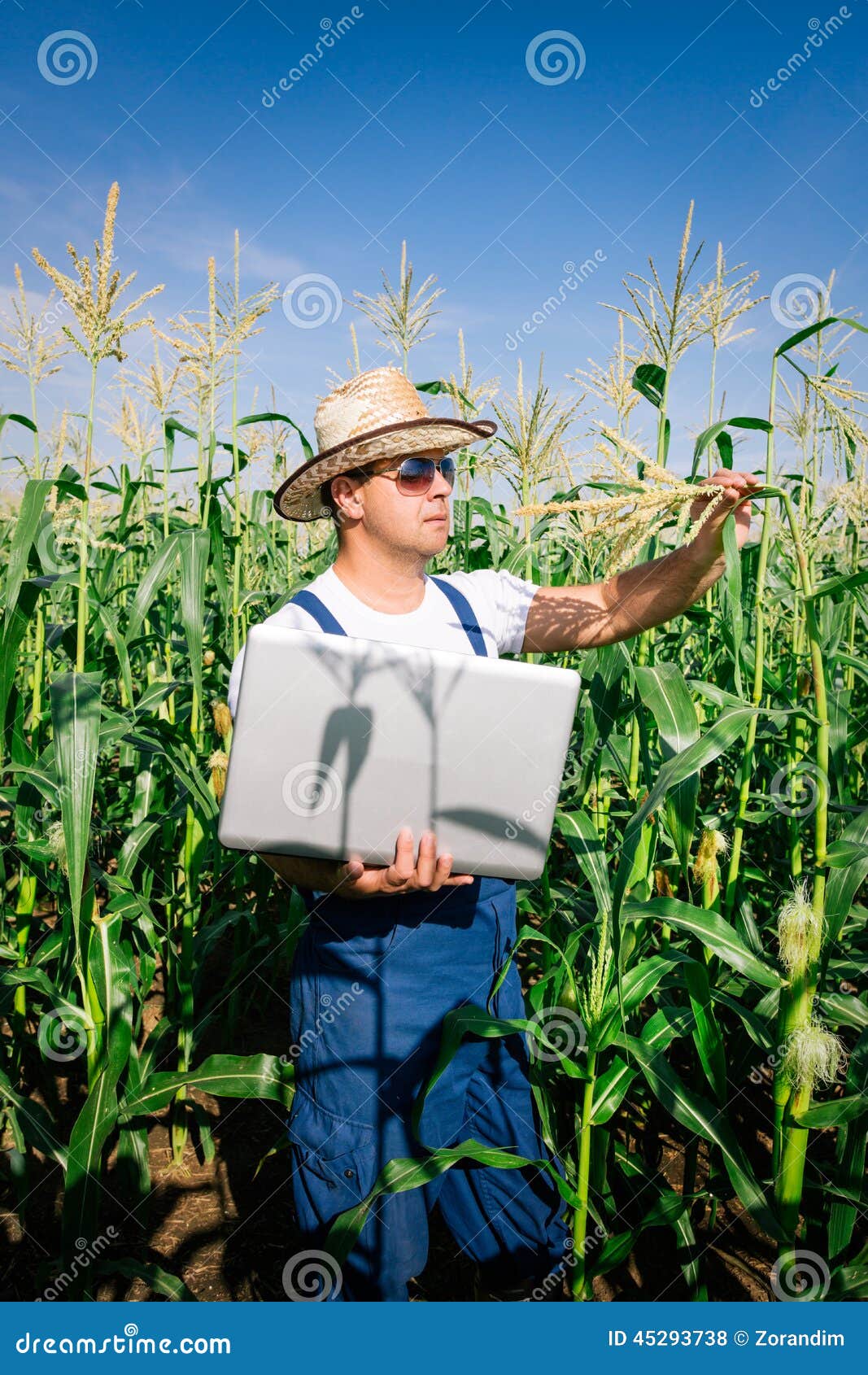 Farmer Inspecting Corn Plant Stock Photo - Image of summer, green: 45293738