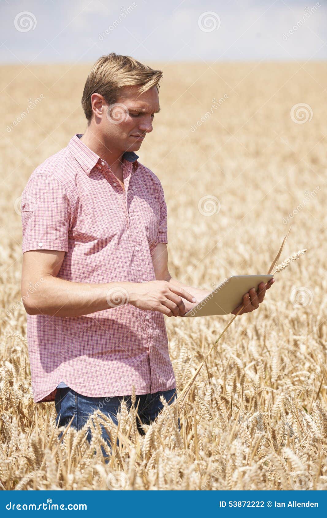Farmer Inspecting Crops in Field Using Digital Tablet Stock Photo ...