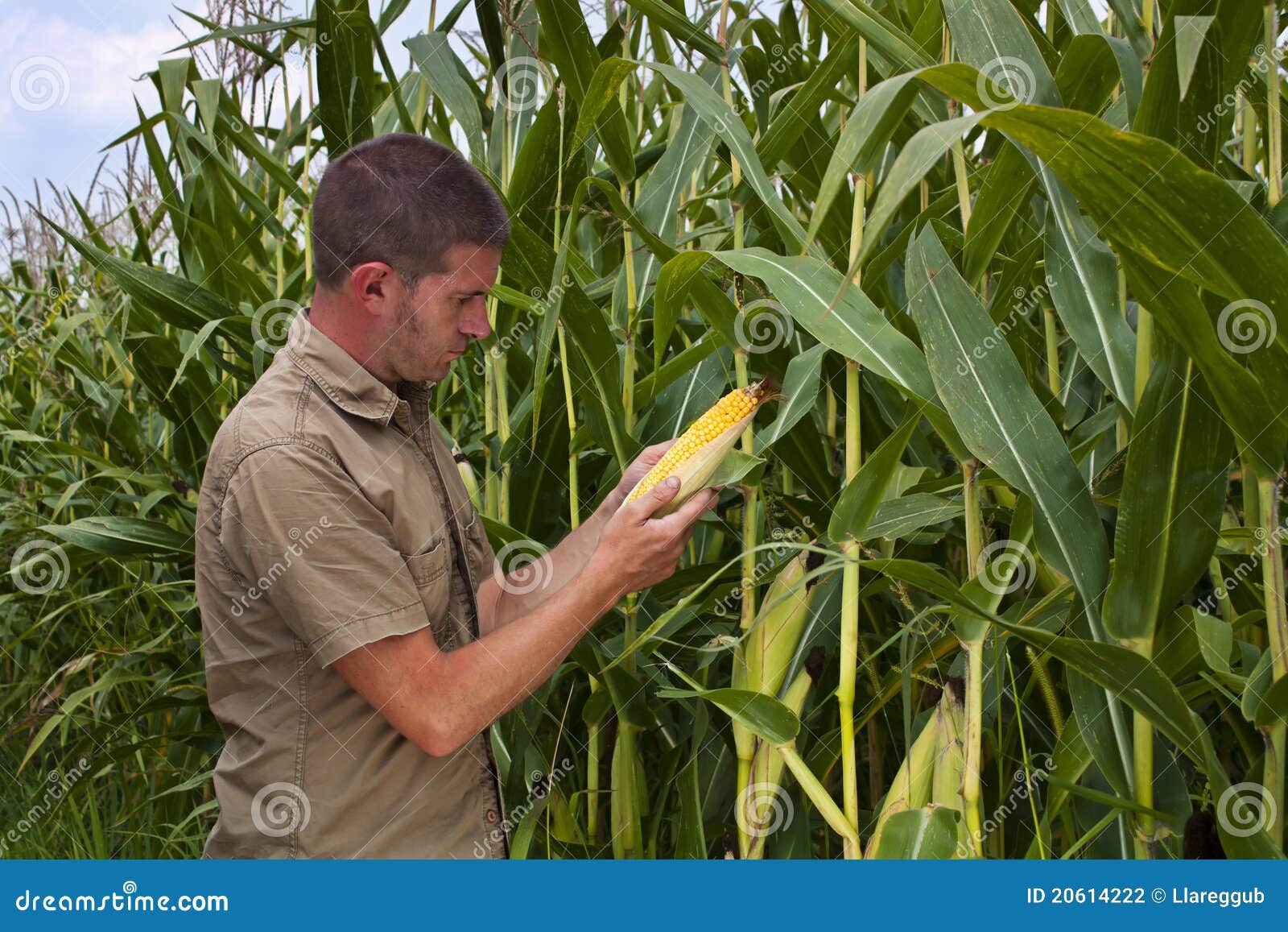 Farmer Inspecting Corn Field Royalty-Free Stock Photo | CartoonDealer ...