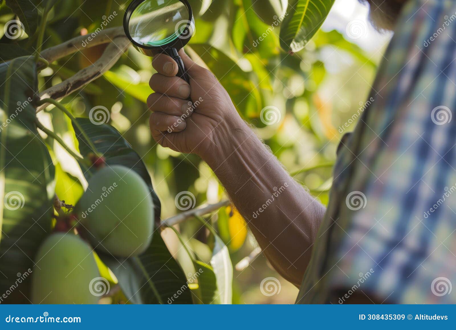 Farmer Inspecting Mango Trees for Pests with Magnifying Glass Stock ...