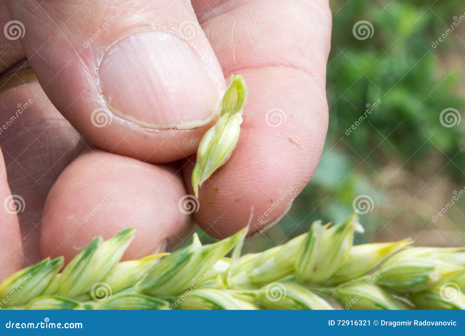 Farmer Inspecting Weed Grain Stock Image - Image of stem, golden: 72916321