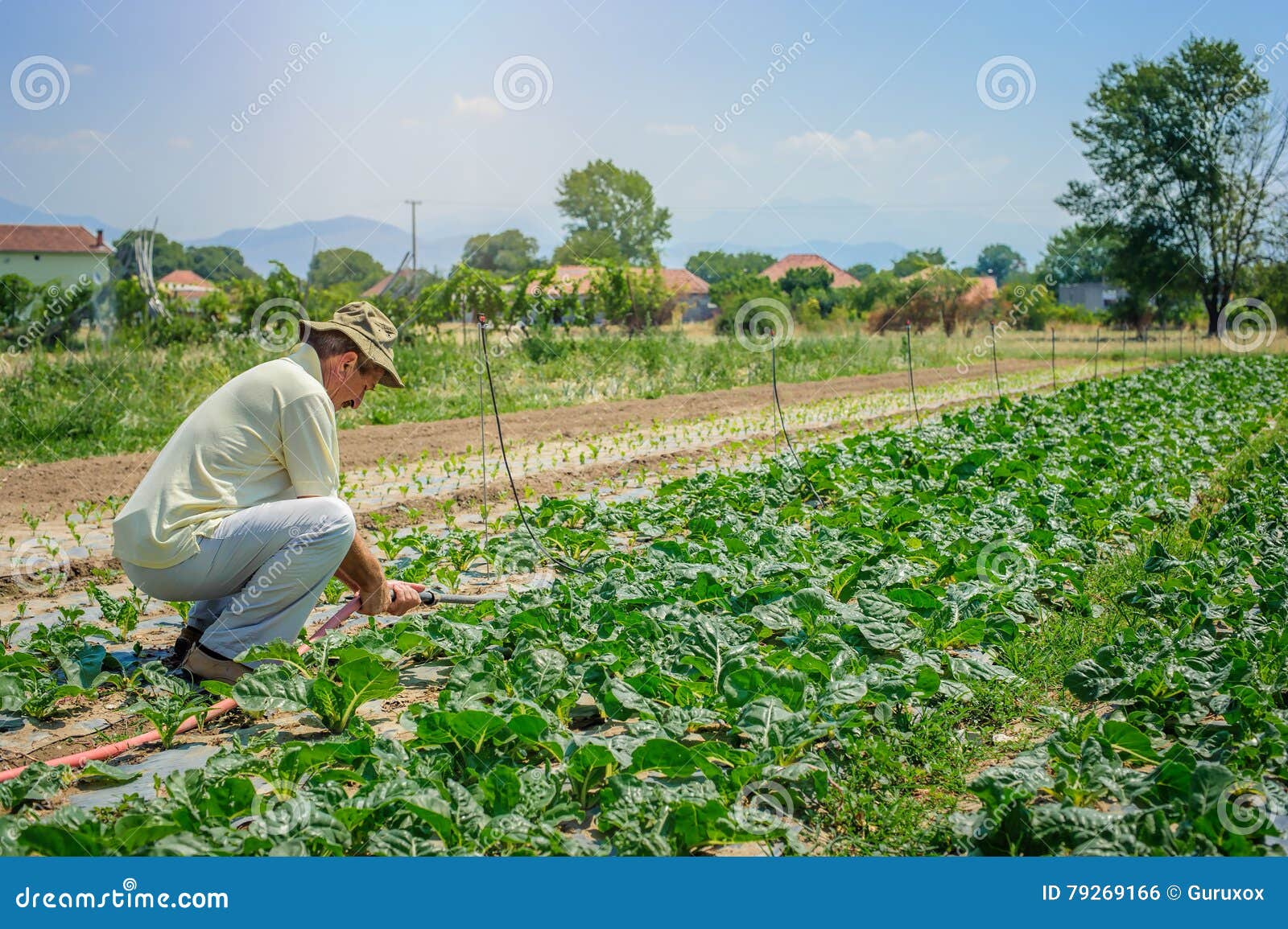Farmer`s Irrigation Channels On The Slopes Of Qurnat As Sawda - Lebanon ...