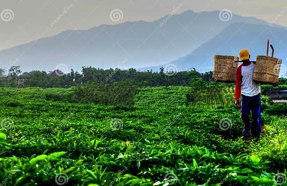 Farmer in Java editorial photography. Image of shoulders - 71814507