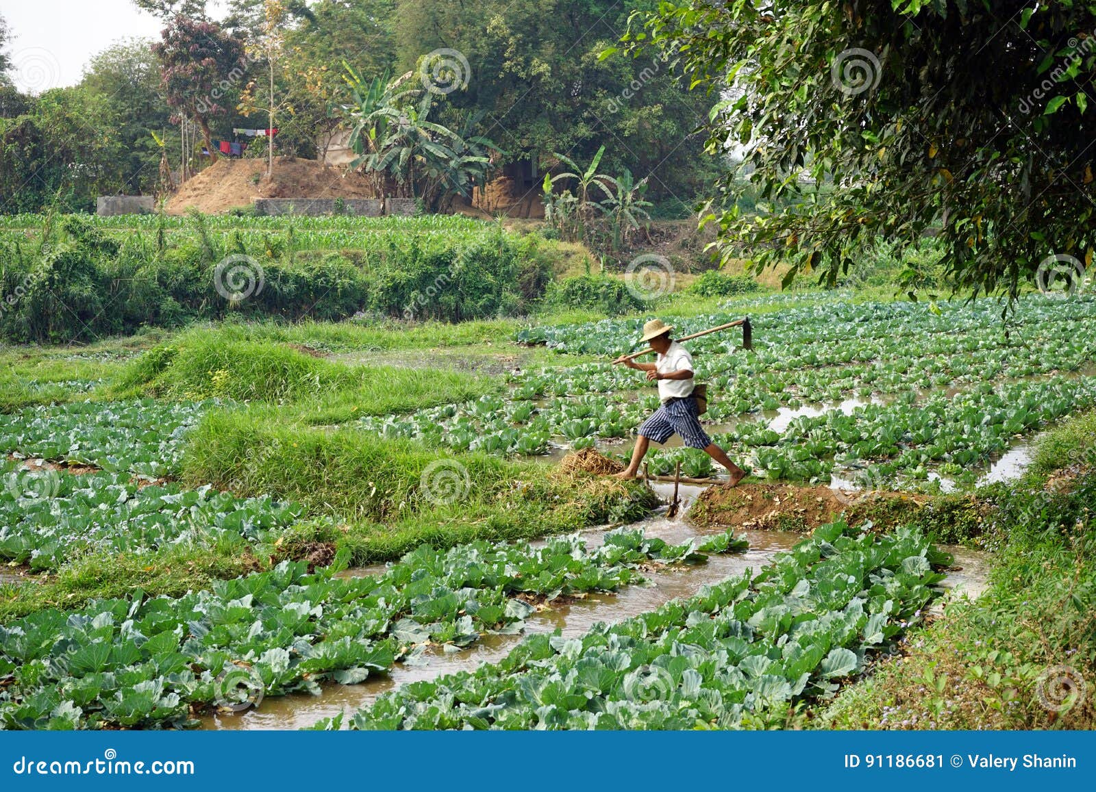 Farmer jump editorial photo. Image of farm, green, jump - 91186681