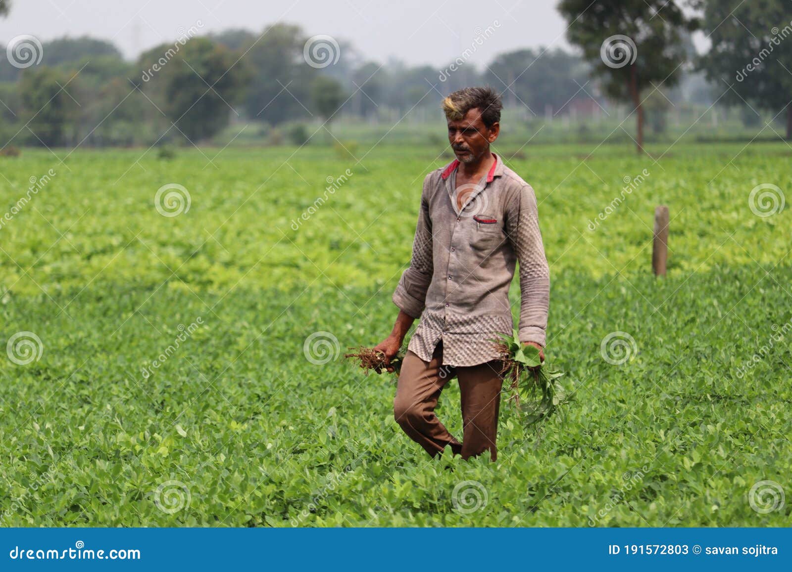 Farmer Labour Farming on the Field Background Blur.groundnut Field ...
