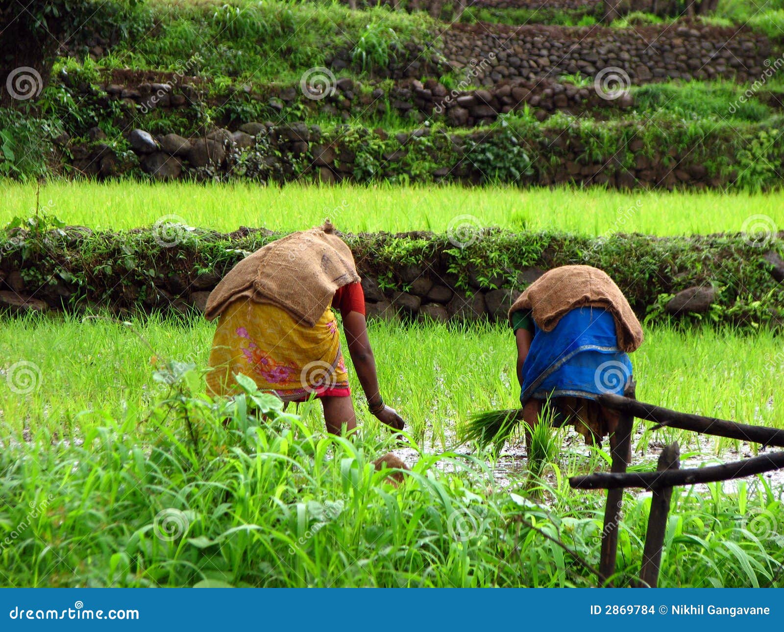 Farmer Ladies stock photo. Image of asian, background - 2869784