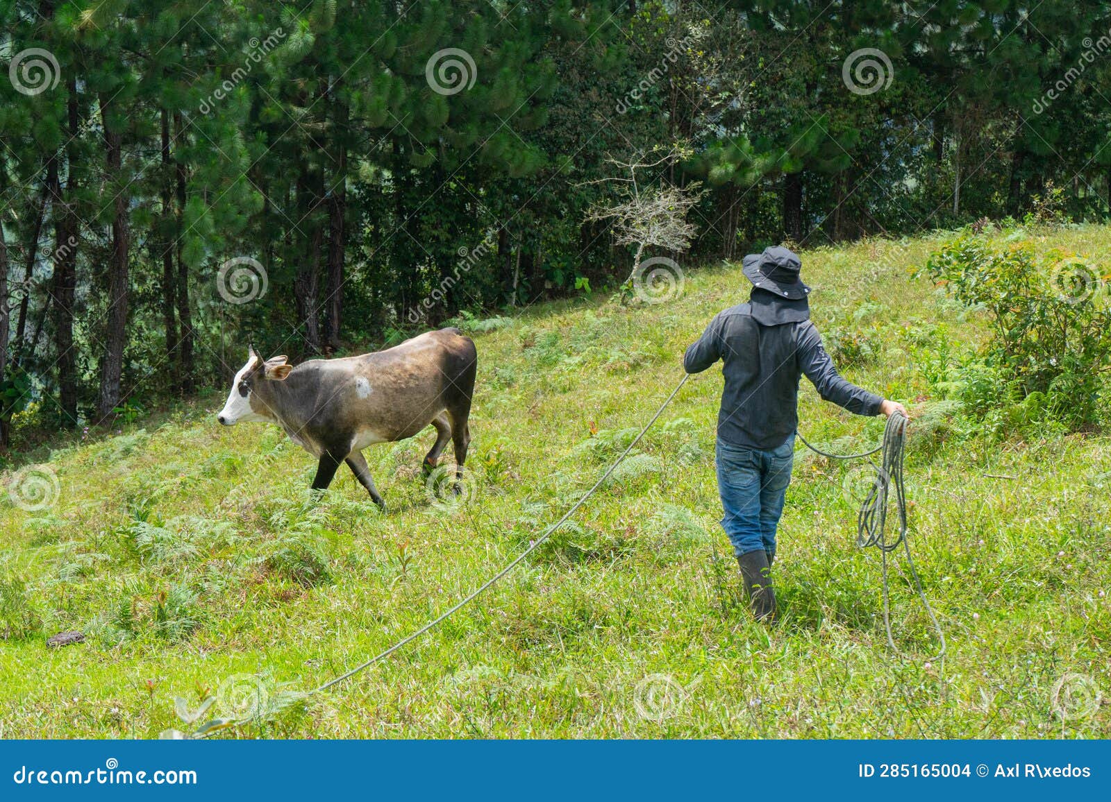 Farmer lassoing a cow stock photo. Image of grassland - 285165004