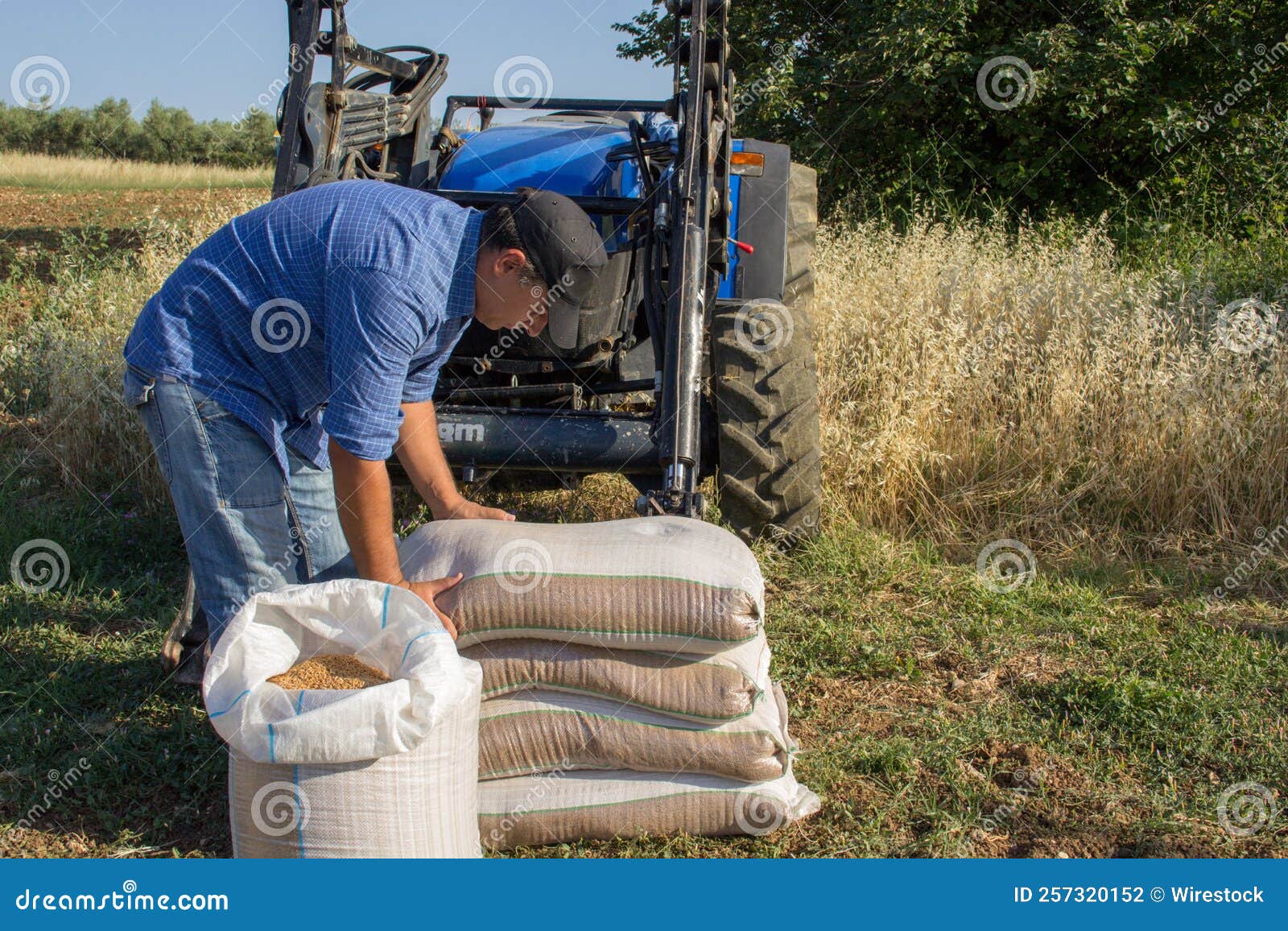 Farmer Loading Sacks of Wheat Onto His Tractor in the Countryside Stock ...