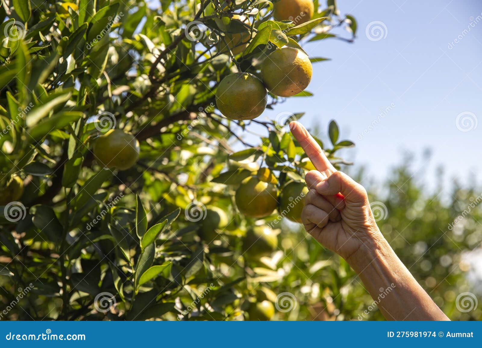Farmer Looking and Pointing Hand To Oranges on Orange Tree Stock Photo ...