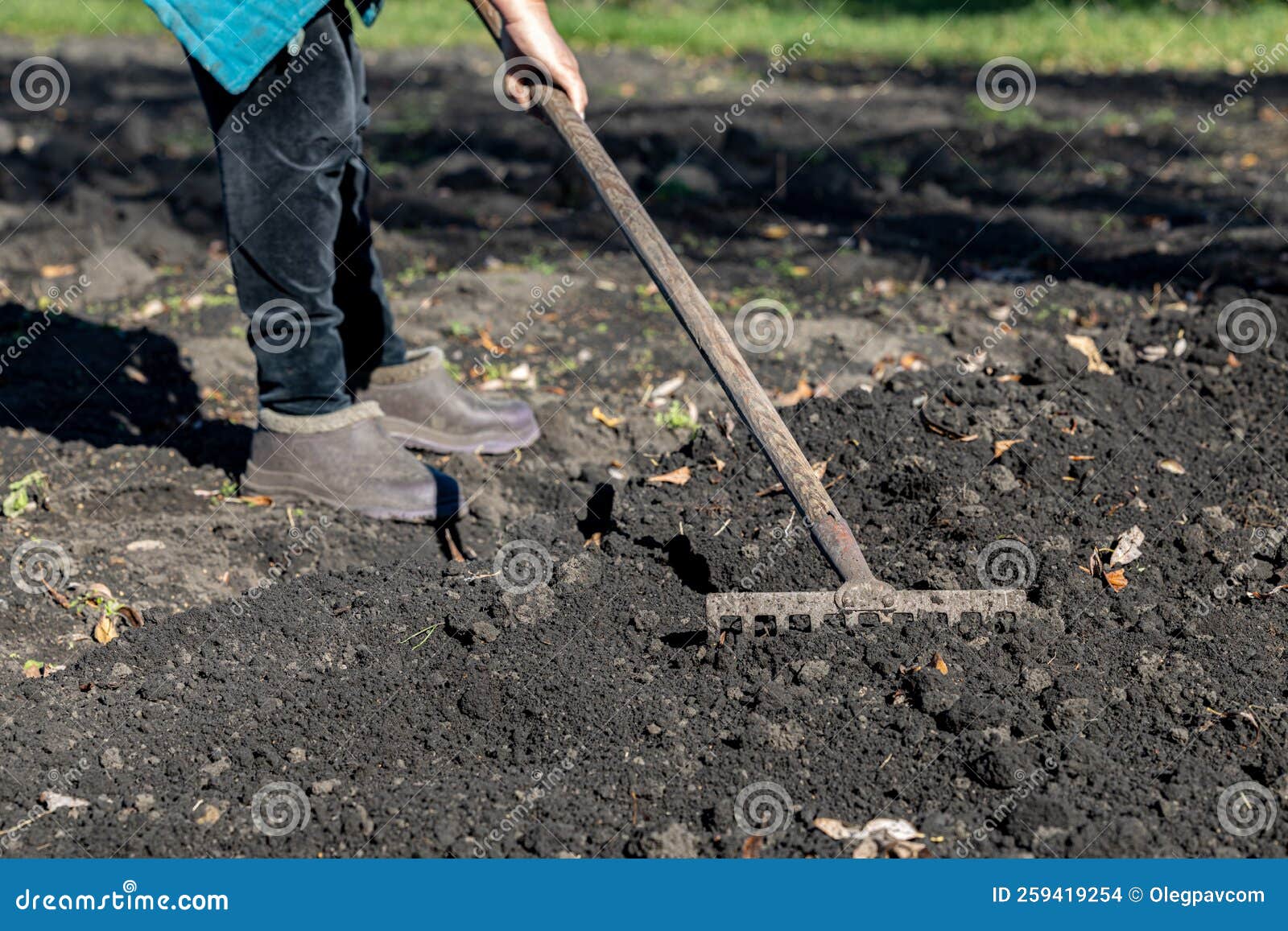 The Farmer Loosens the Soil with a Rake in the Garden Stock Photo ...