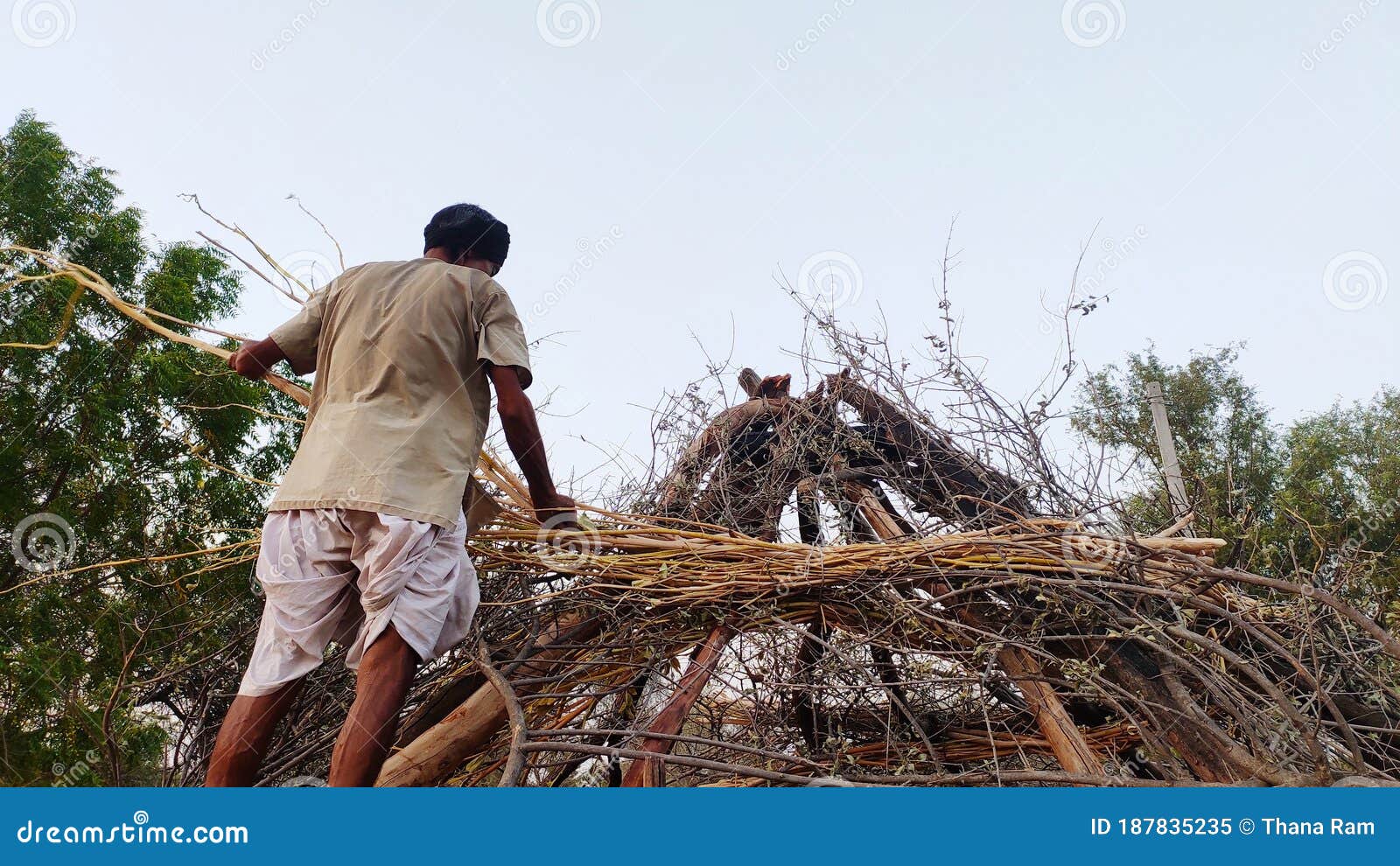 A Farmer Making Traditional Hut by Using Tree Branches, Rajasthan ...