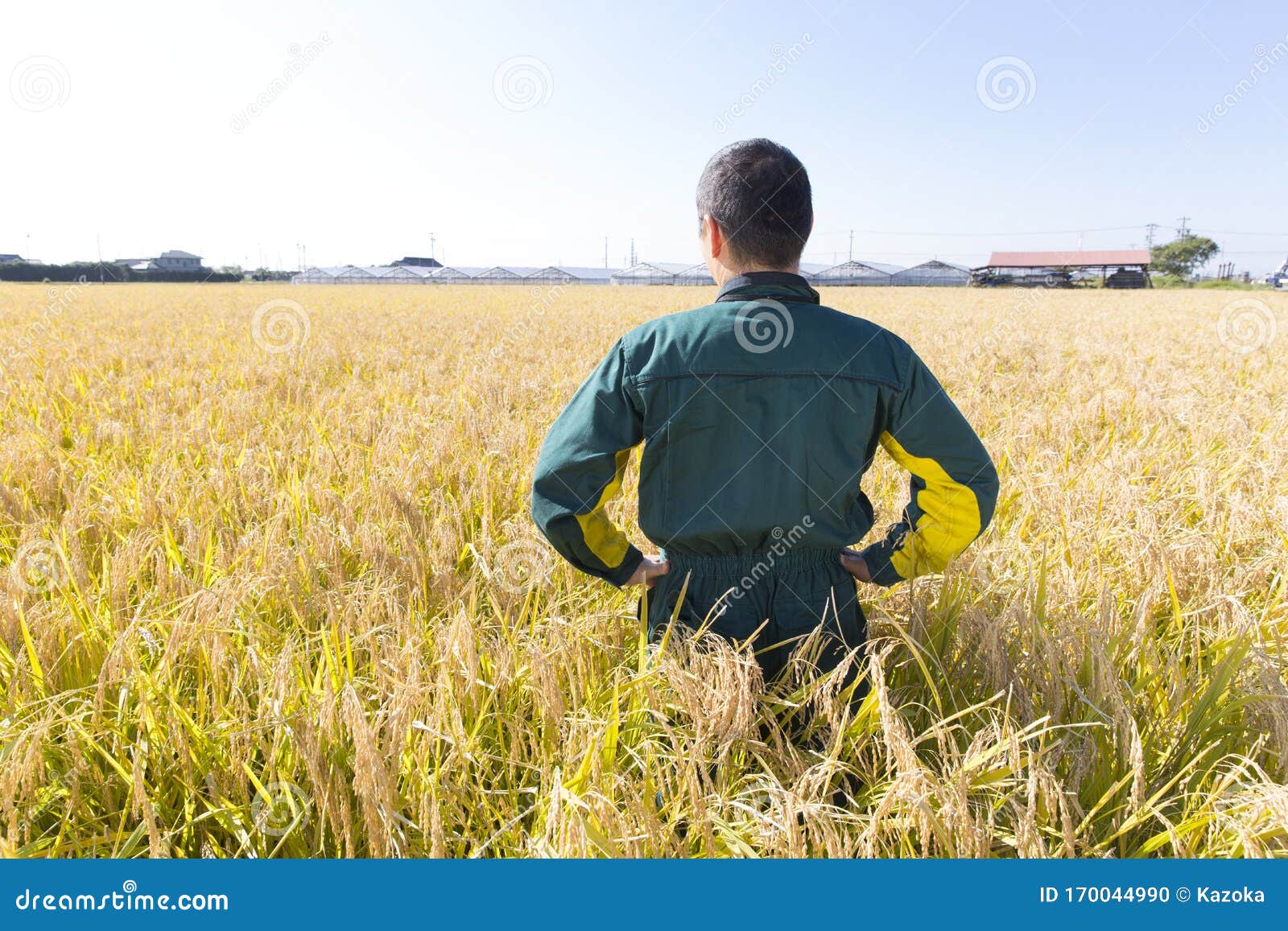 Farmer man back view stock photo. Image of nature, grain - 170044990