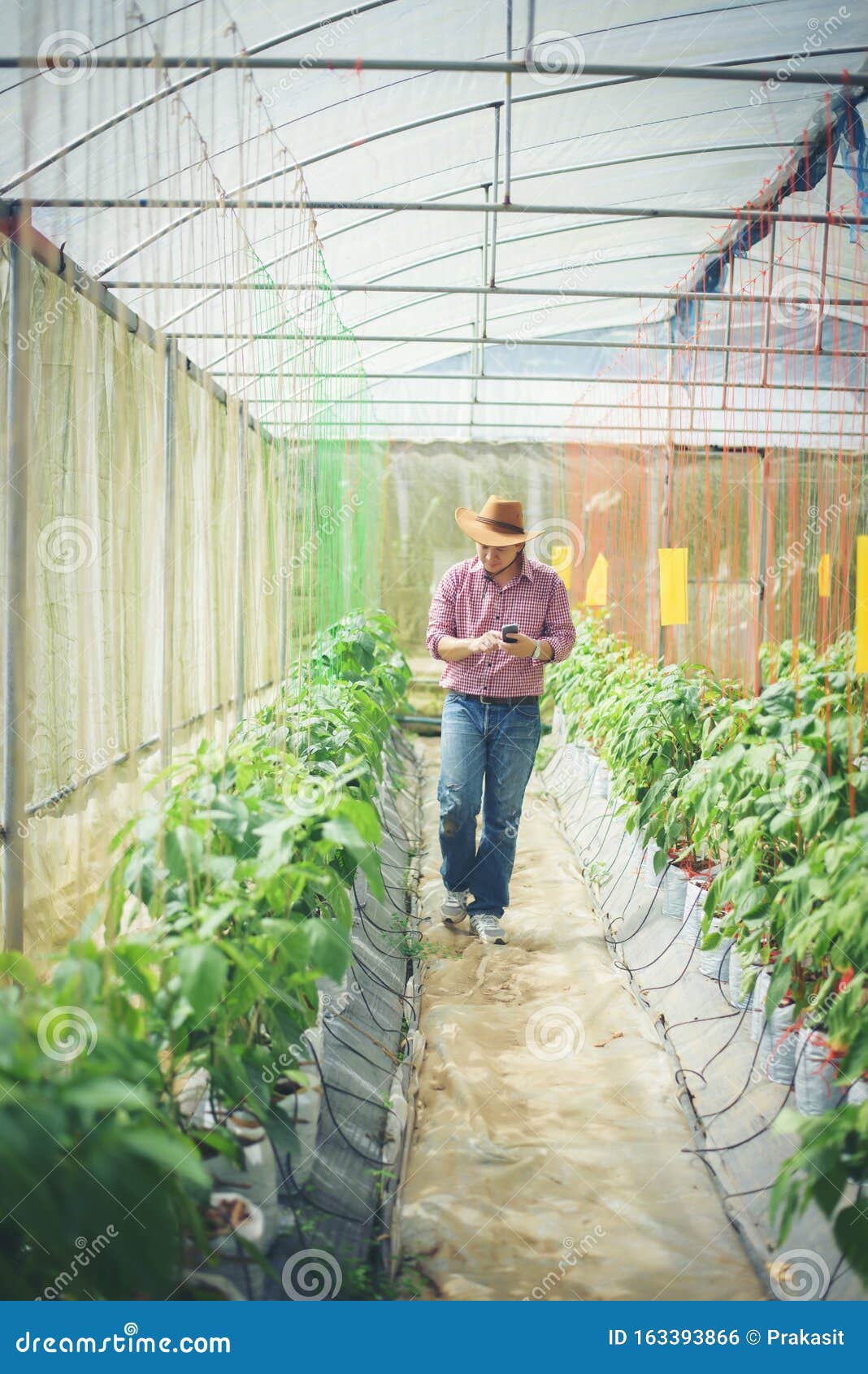 Farmer Man in Chilli Pepper Stock Photo - Image of farm, greenhouse ...