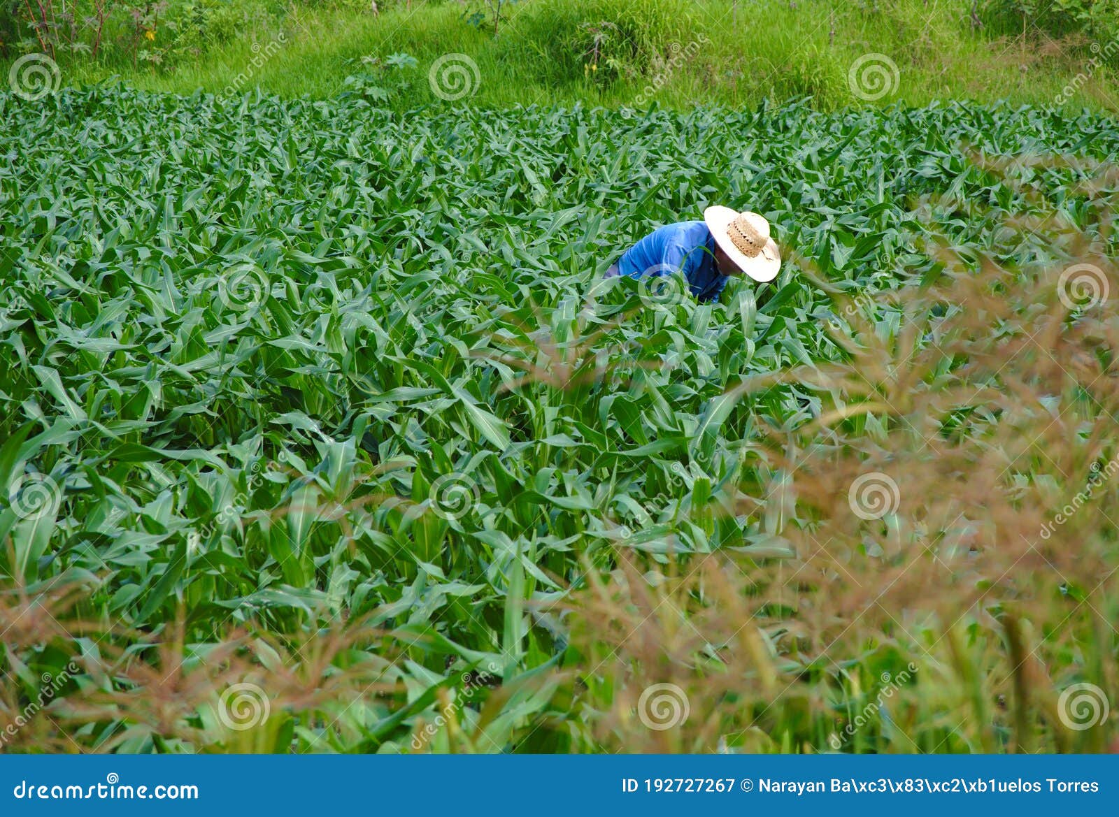 Farmer Man Harvesting Corn in Plantation Stock Image - Image of ...