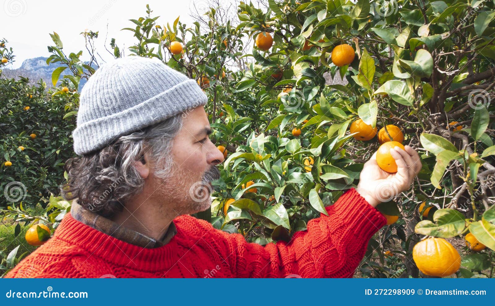Farmer Man Harvesting Oranges in an Orange Grove Stock Image - Image of ...