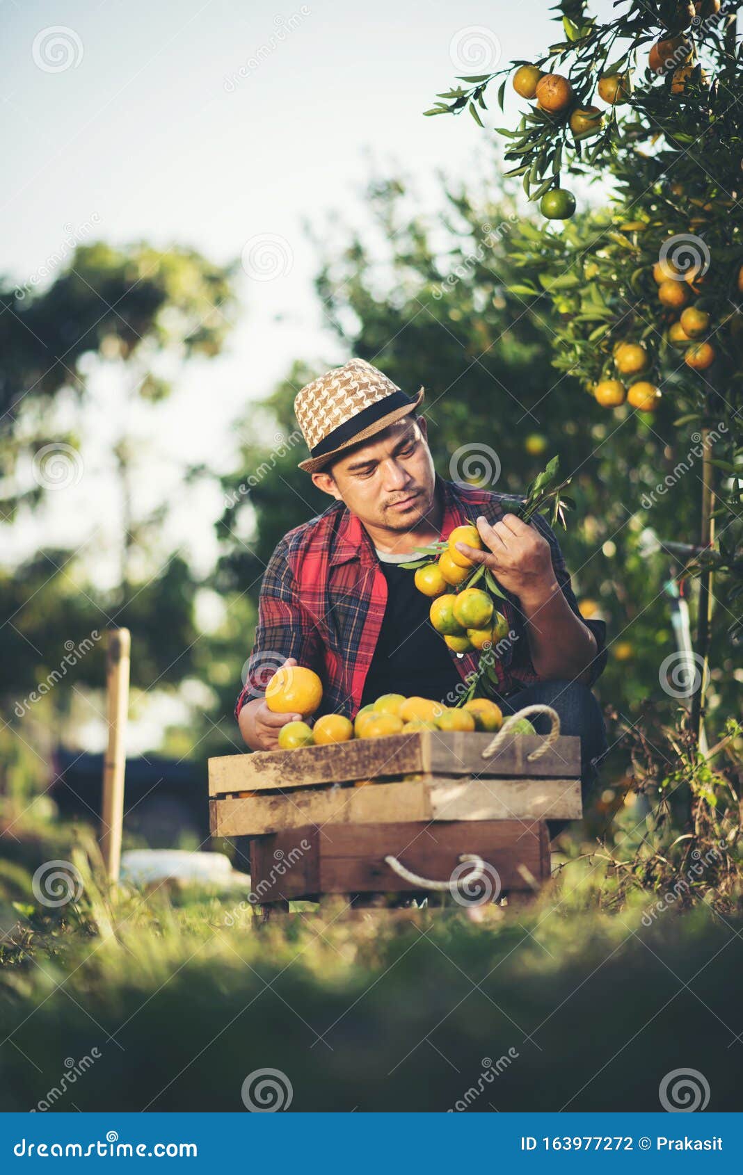 Farmer Man Harvesting Oranges in an Orange Tree Stock Photo - Image of ...