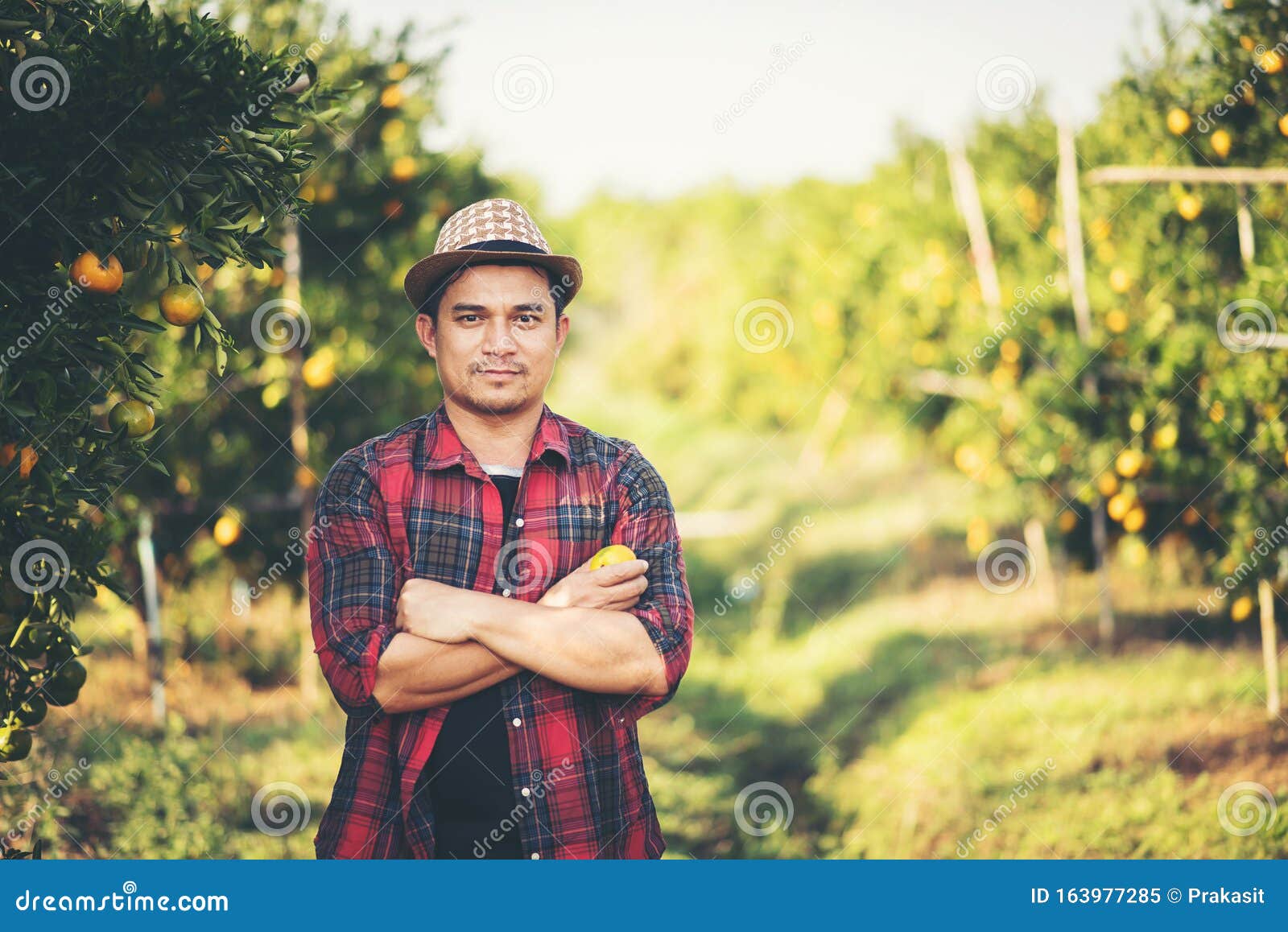 Farmer Man Harvesting Oranges in an Orange Tree Stock Image - Image of ...