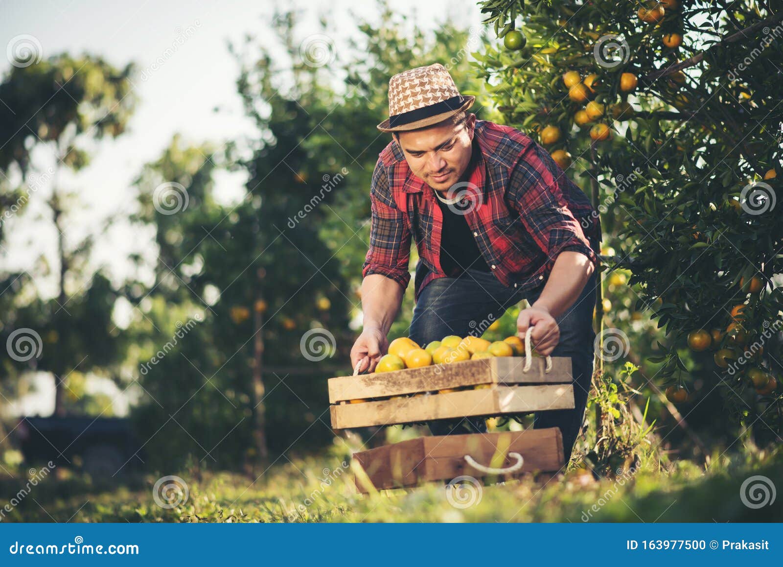 Farmer Man Harvesting Oranges in an Orange Tree Stock Photo - Image of ...