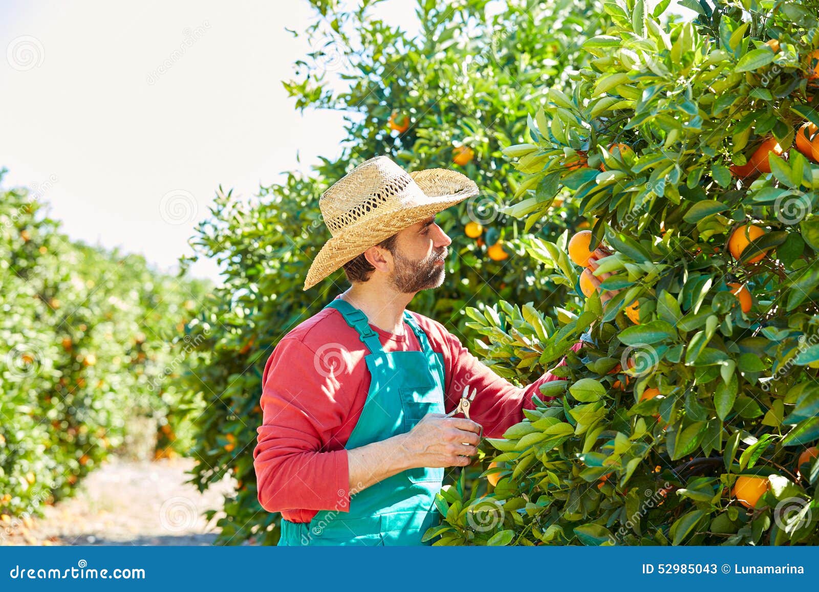 Farmer Man Harvesting Oranges in an Orange Tree Stock Image - Image of ...